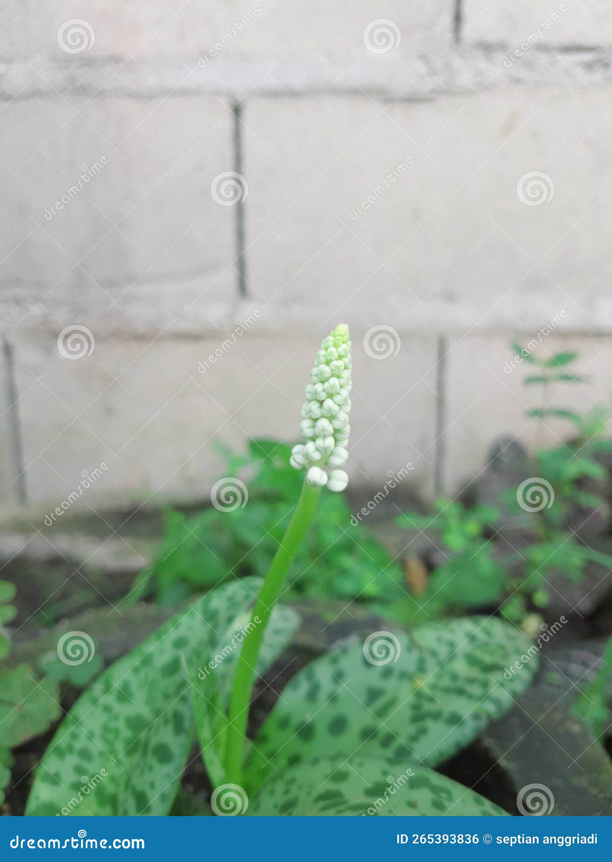 Beautiful Small White Flower with a Unique Shape Stock Photo - Image of ...