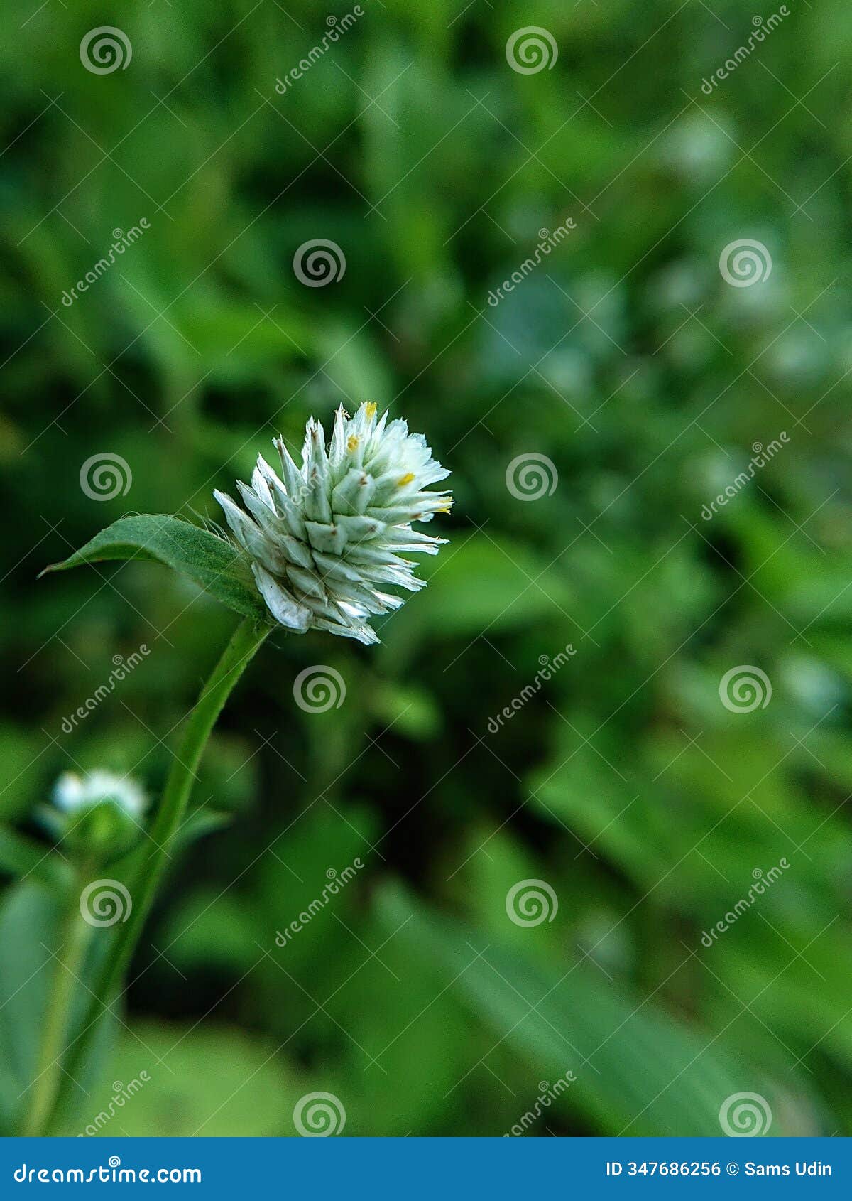 Beautiful and Small White Flowers, Blur Green Background Stock Photo ...