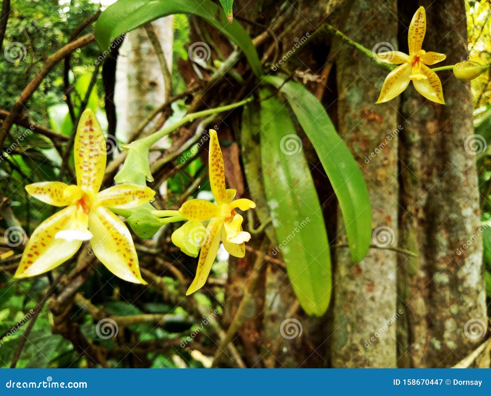 Beautiful Small Yellow Cattleya Orchids Int the Forest_ Stock Image ...