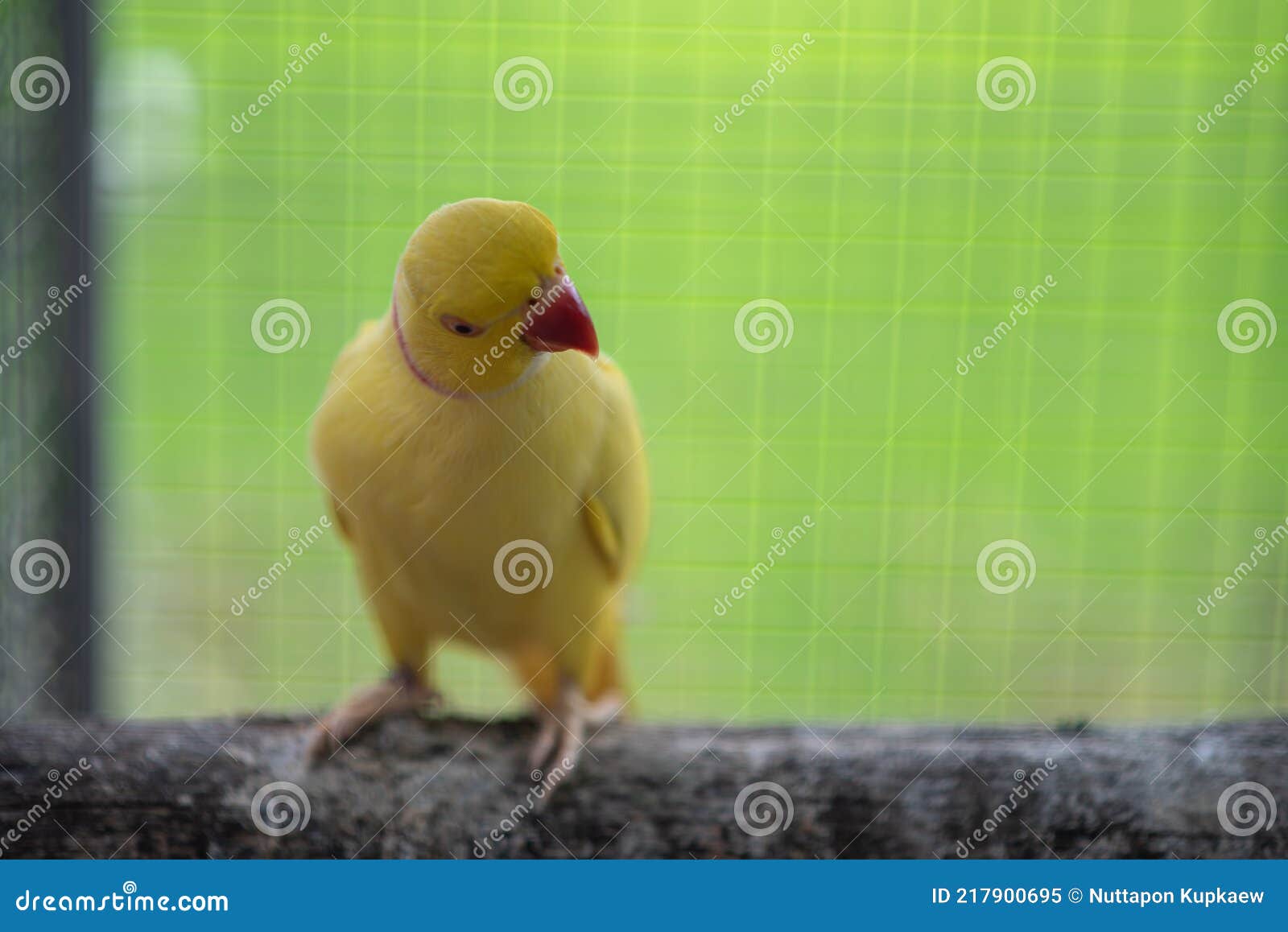 Beautiful Small Yellow Parrot on a Branch Stock Image - Image of ...