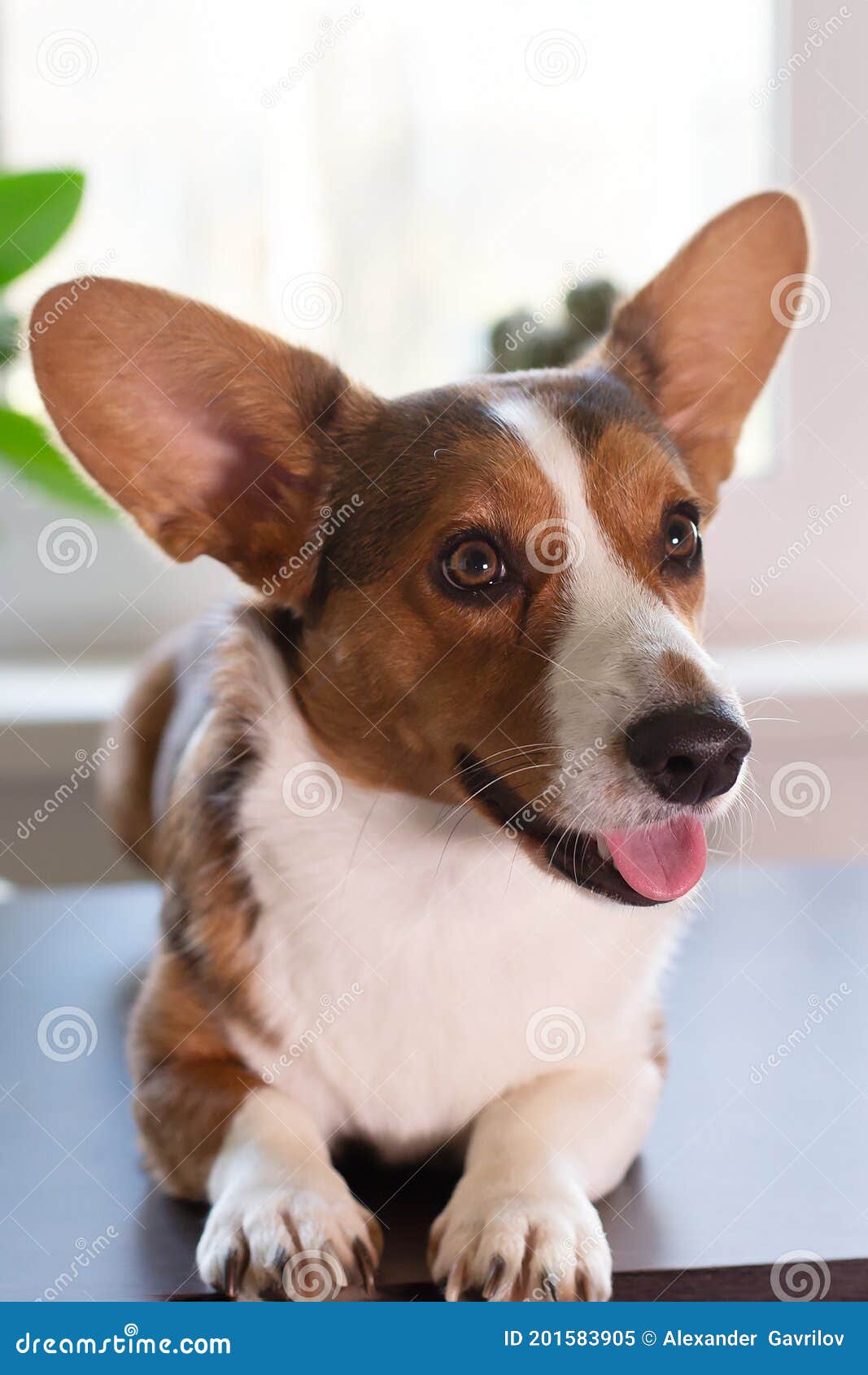 Beautiful and Smart Dog, Corgi Stock Image - Image of friendship ...