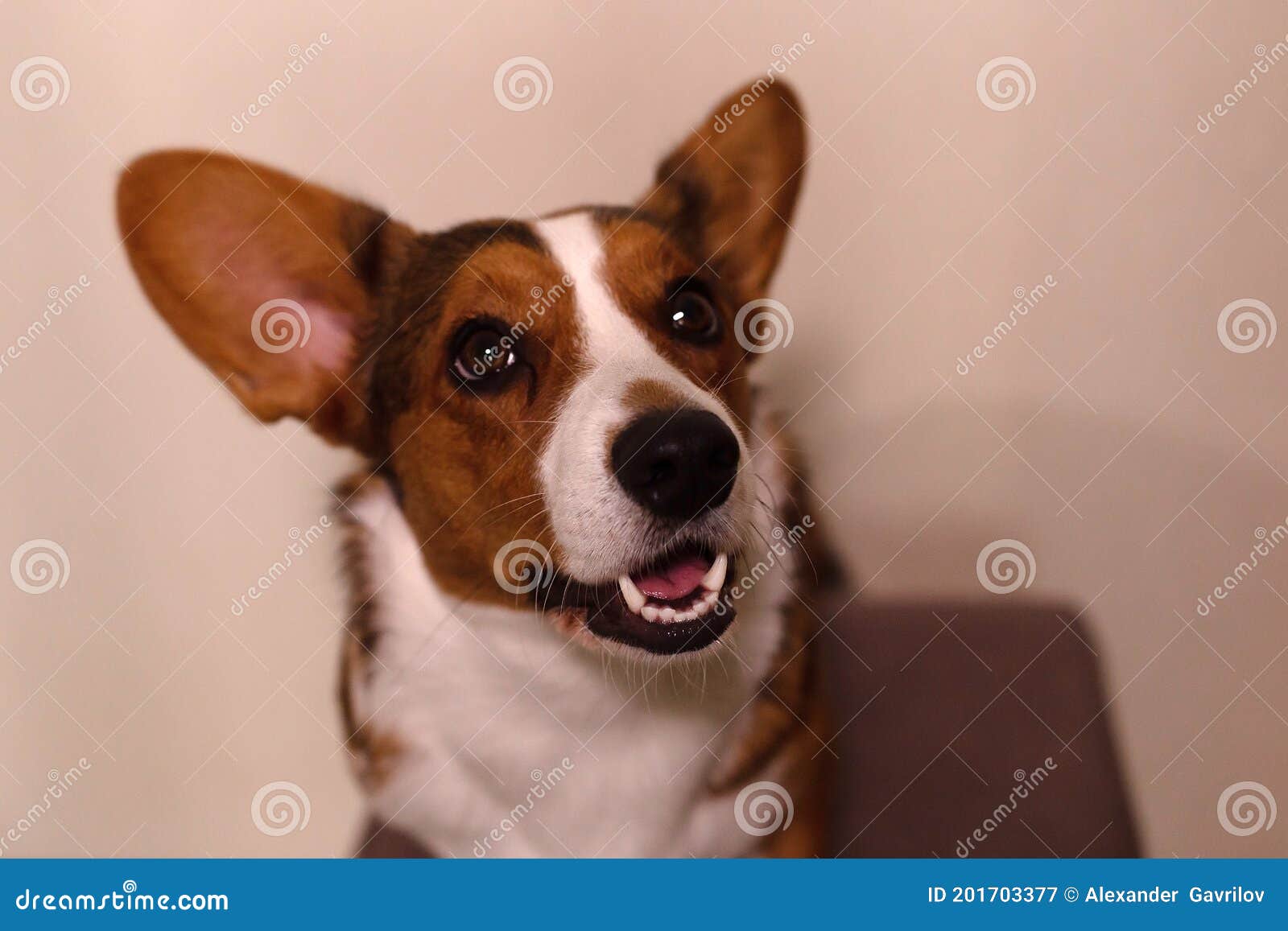 Beautiful and Smart Dog, Corgi Stock Image - Image of fluffy, happy ...
