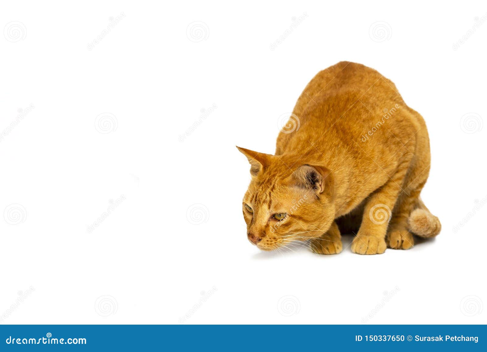 Beautiful and Smart Orange Young Cat or Tabby Squat Isolated on White ...
