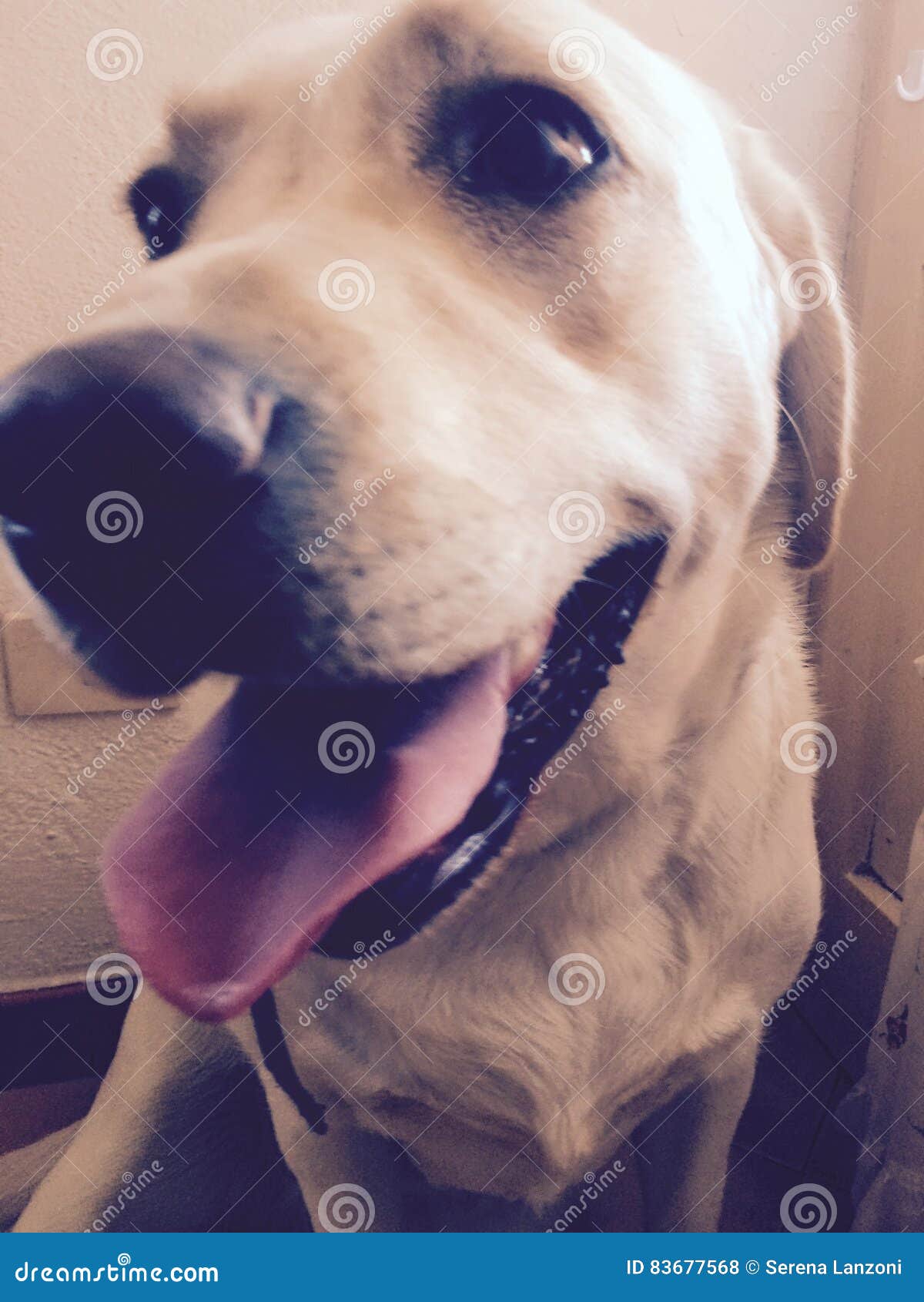 Beautiful smile dog stock photo. Image of tongue, animal - 83677568