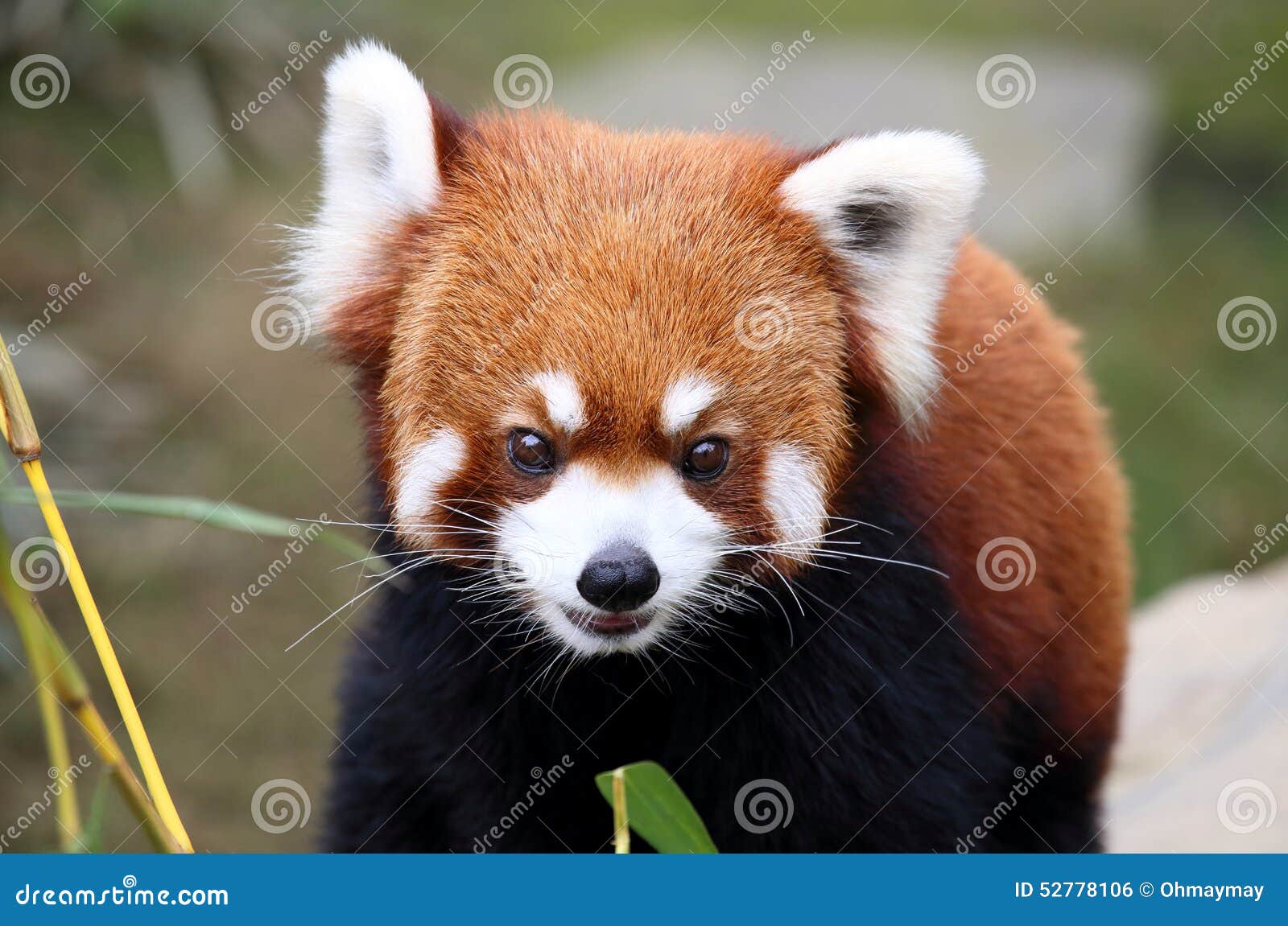 Smiling Red Panda