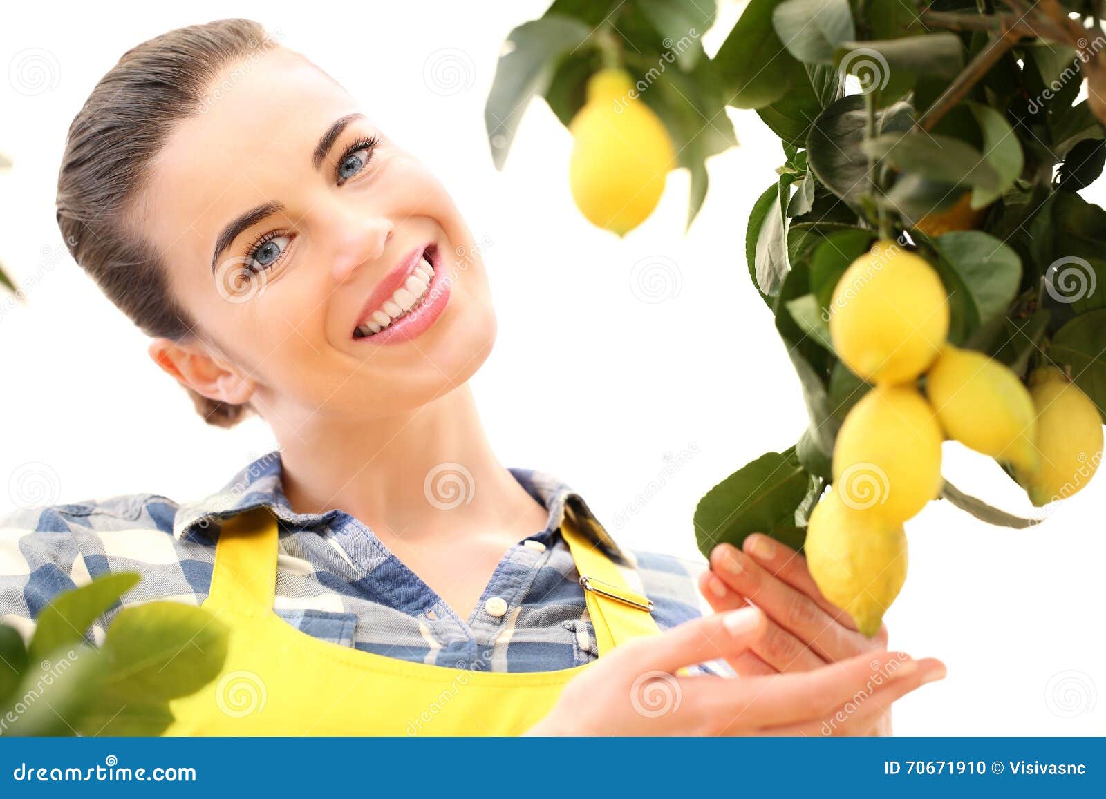 Beautiful Smiling Woman Harvest a Lemon from Tree Stock Photo - Image ...