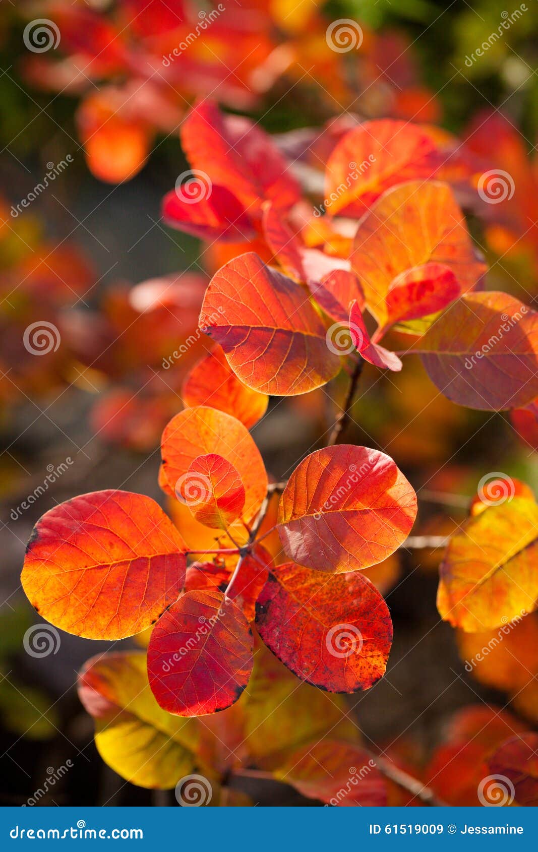 Beautiful Smoke Tree in Autumn Stock Image - Image of rhus, bush: 61519009