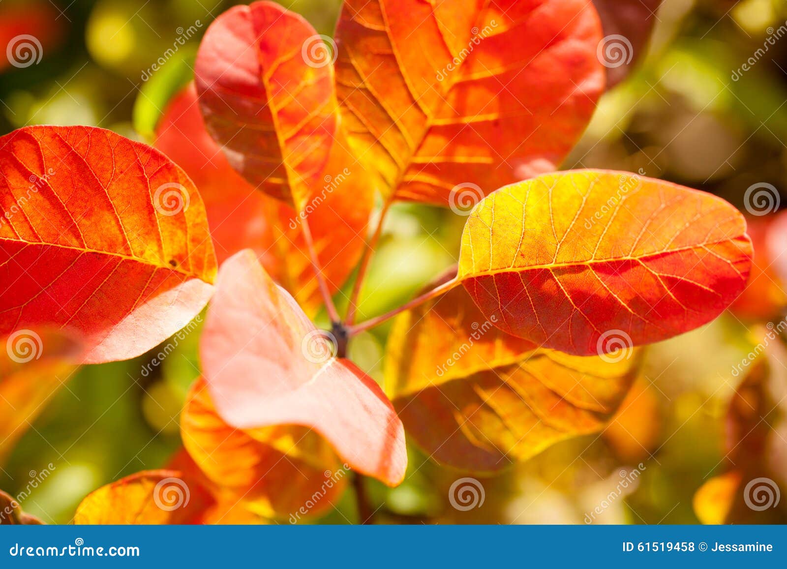 Beautiful Smoke Tree in Autumn Stock Photo - Image of colorful, fall ...
