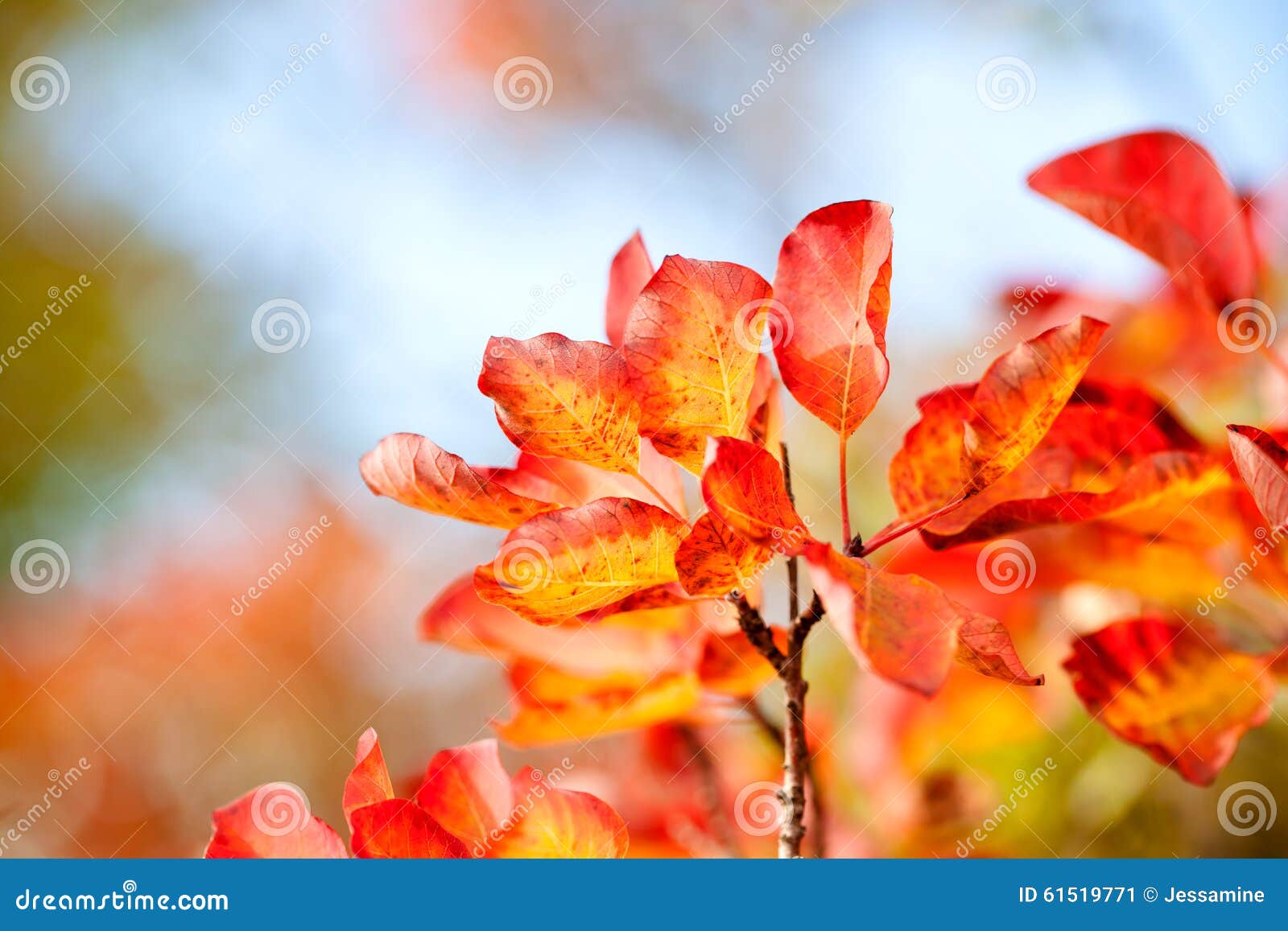 Beautiful Smoke Tree in Autumn Stock Image - Image of background, sunny ...