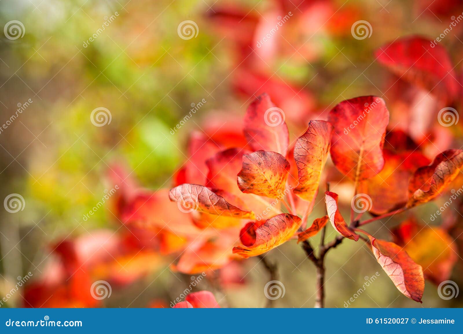 Beautiful Smoke Tree in Autumn Stock Image - Image of smoke, tree: 61520027