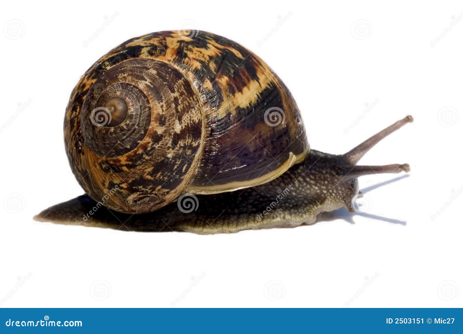 Beautiful Snail stock image. Image of slow, insect, details - 2503151