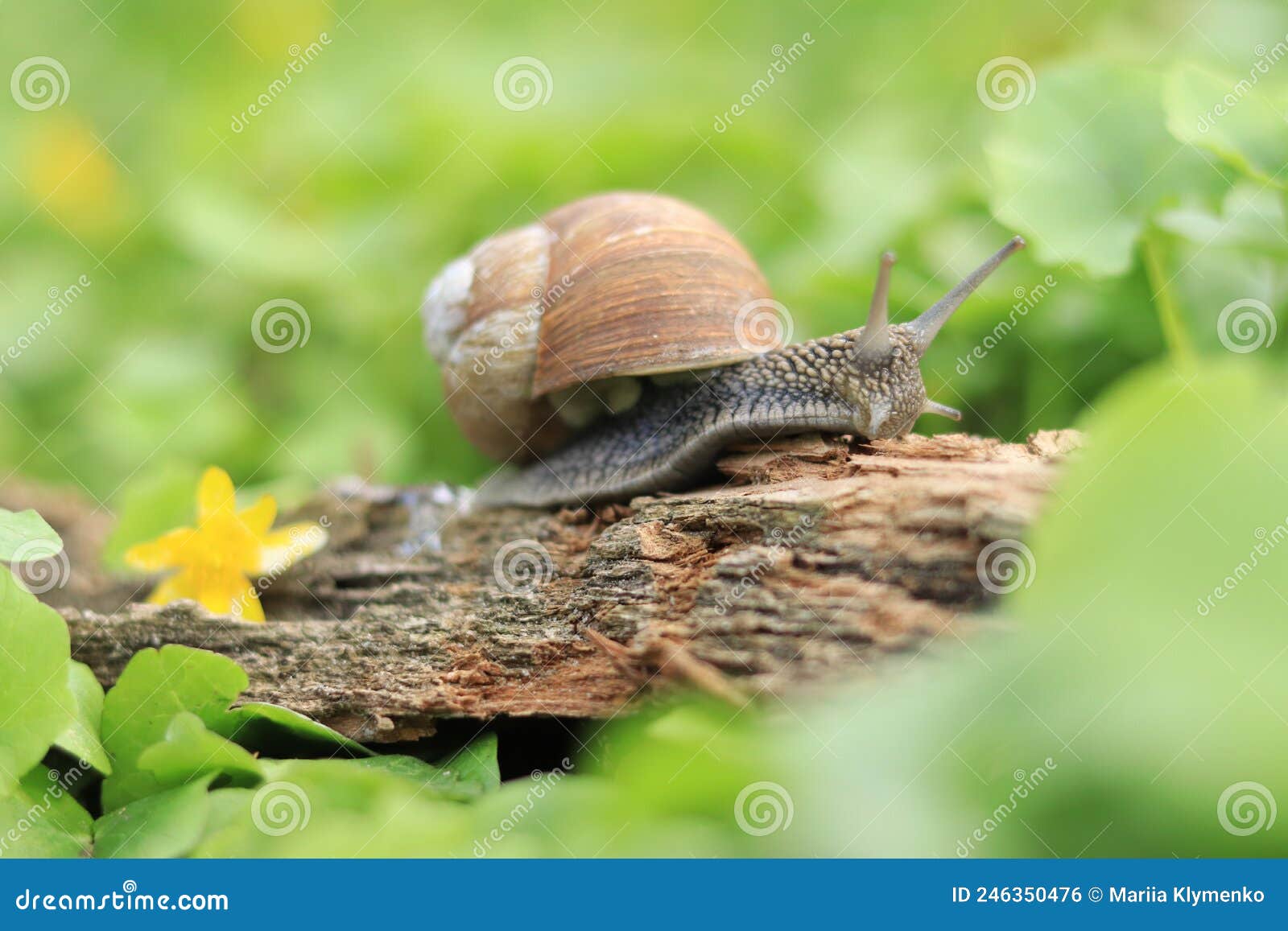 Beautiful Snail on the Background of Green Nature Stock Photo - Image ...