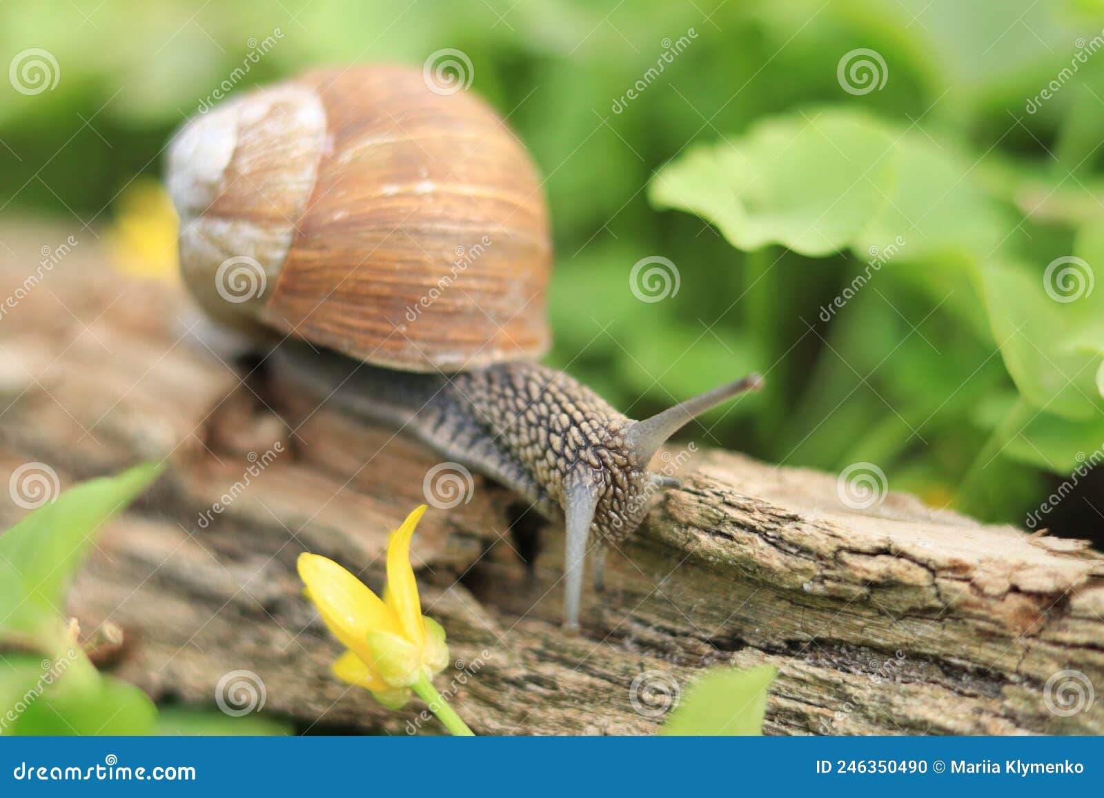 Beautiful Snail on the Background of Green Nature Stock Photo - Image ...