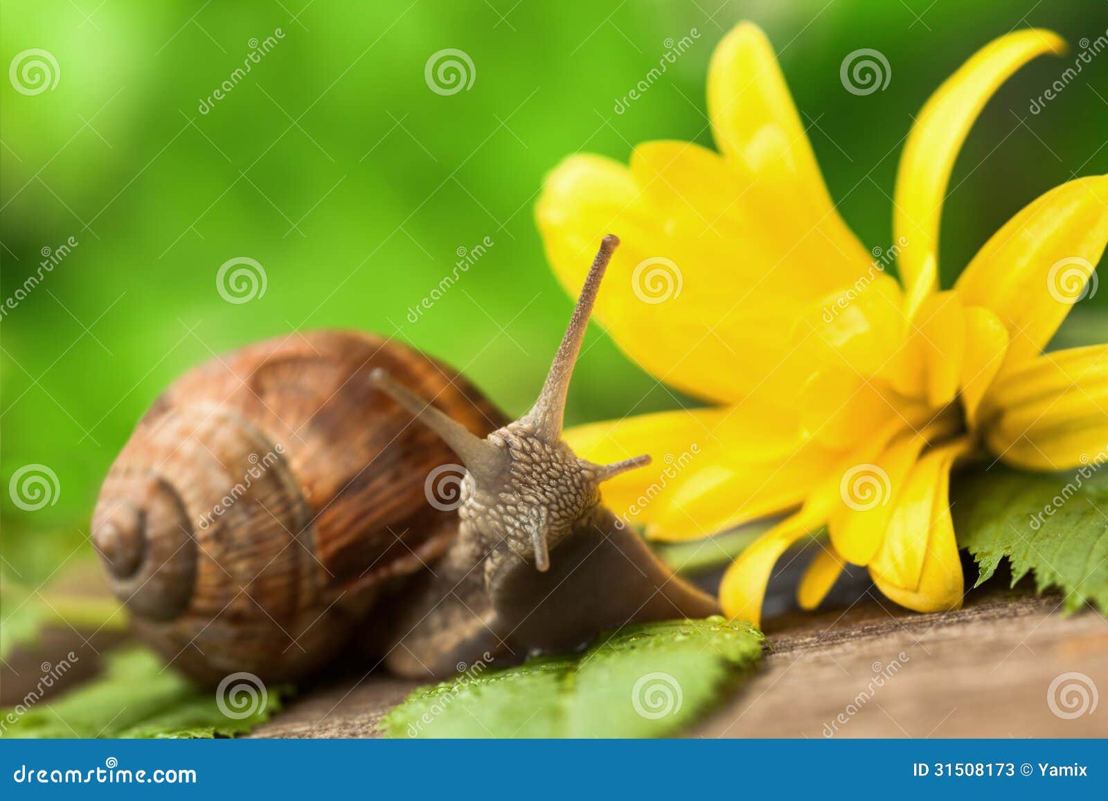 Beautiful Snail stock image. Image of animals, stretching - 31508173