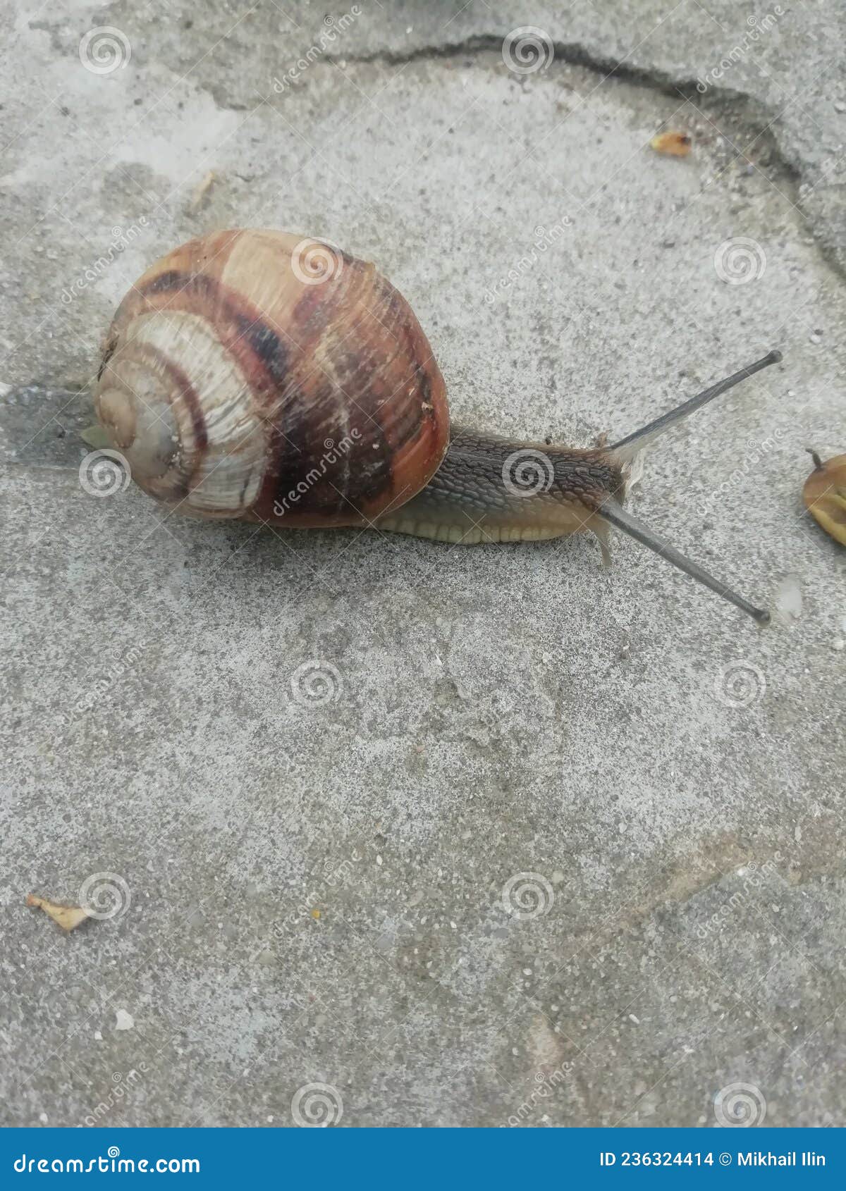 The Beautiful Snail and Its Movement of Life Stock Photo - Image of ...