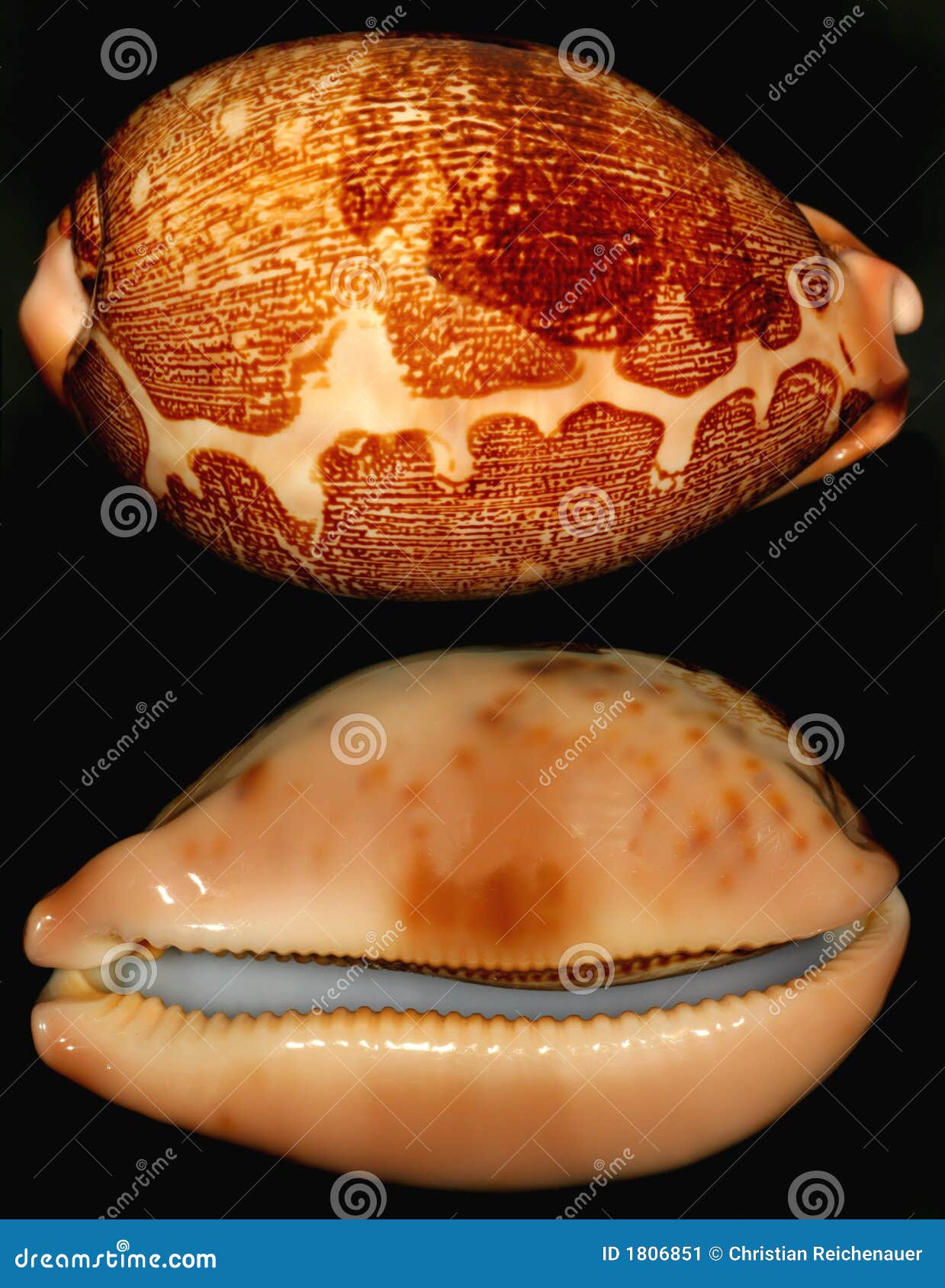 Beautiful snail shell stock image. Image of teeth, brown - 1806851