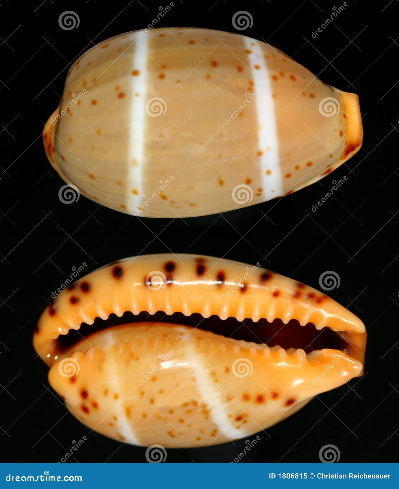 Beautiful Snail Shell Isolated on Black Stock Image - Image of orange ...