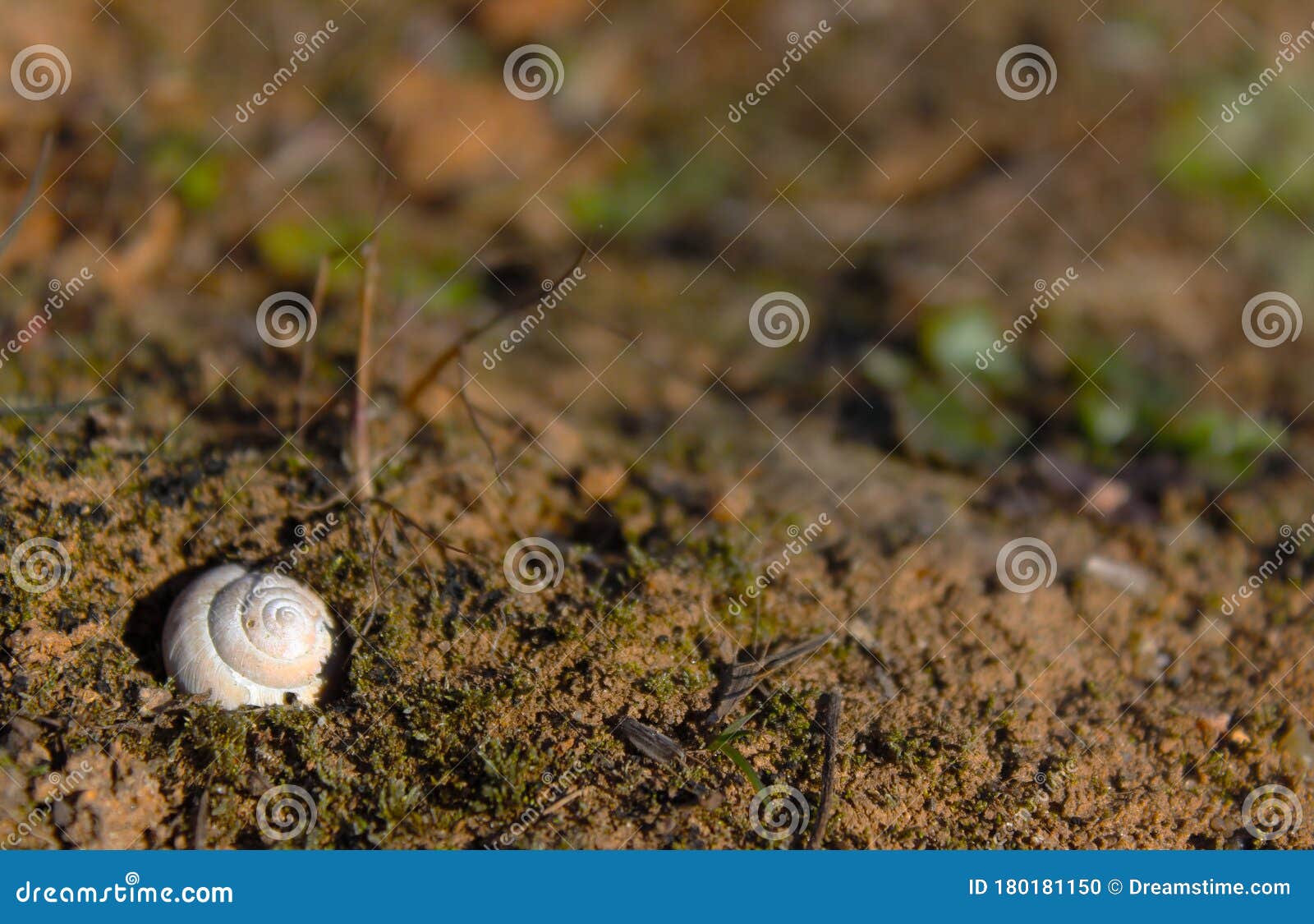 Beautiful Snail Shell on the Sand. Stock Photo - Image of snail, small ...