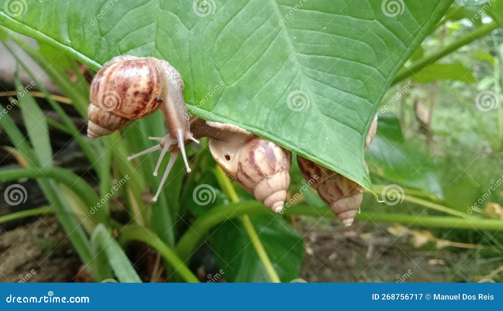 Beautiful Snails Walking Up on the Taro Leaf Stock Image - Image of ...