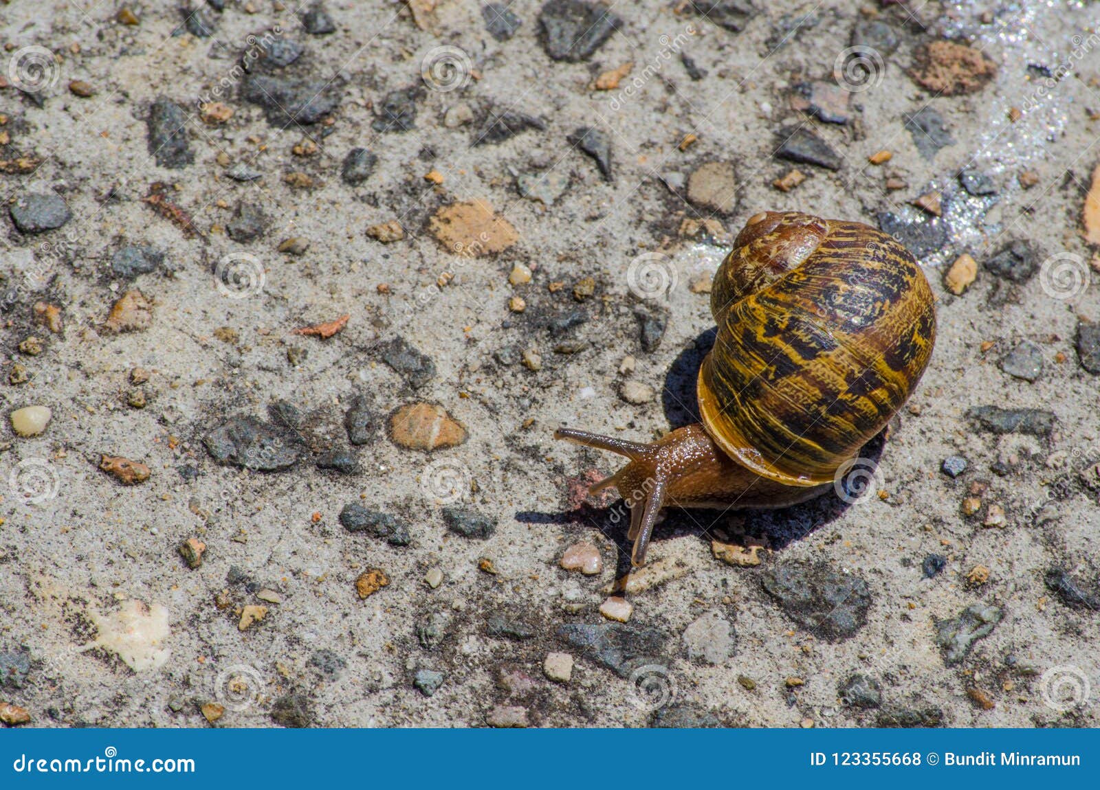 Beautiful Snail Walking on the Rock Pavement Surface. Stock Photo ...