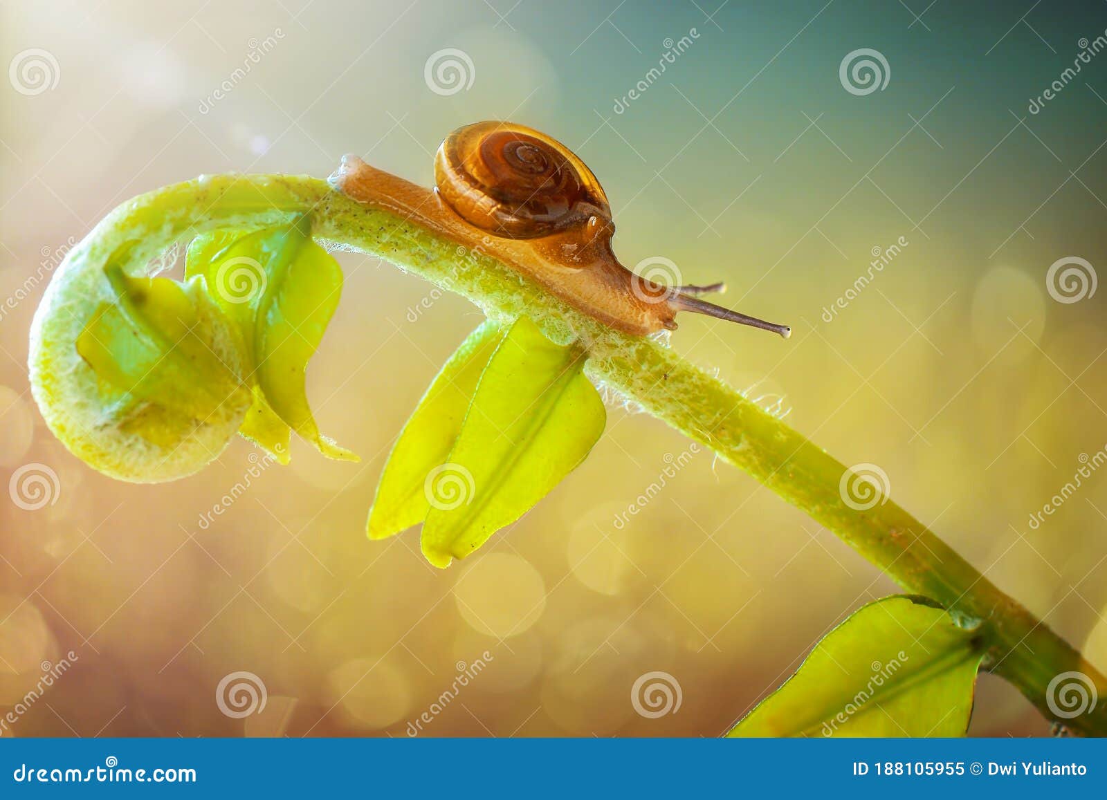 Beautiful Snails on Branches in a Tropical Garden Stock Image - Image ...