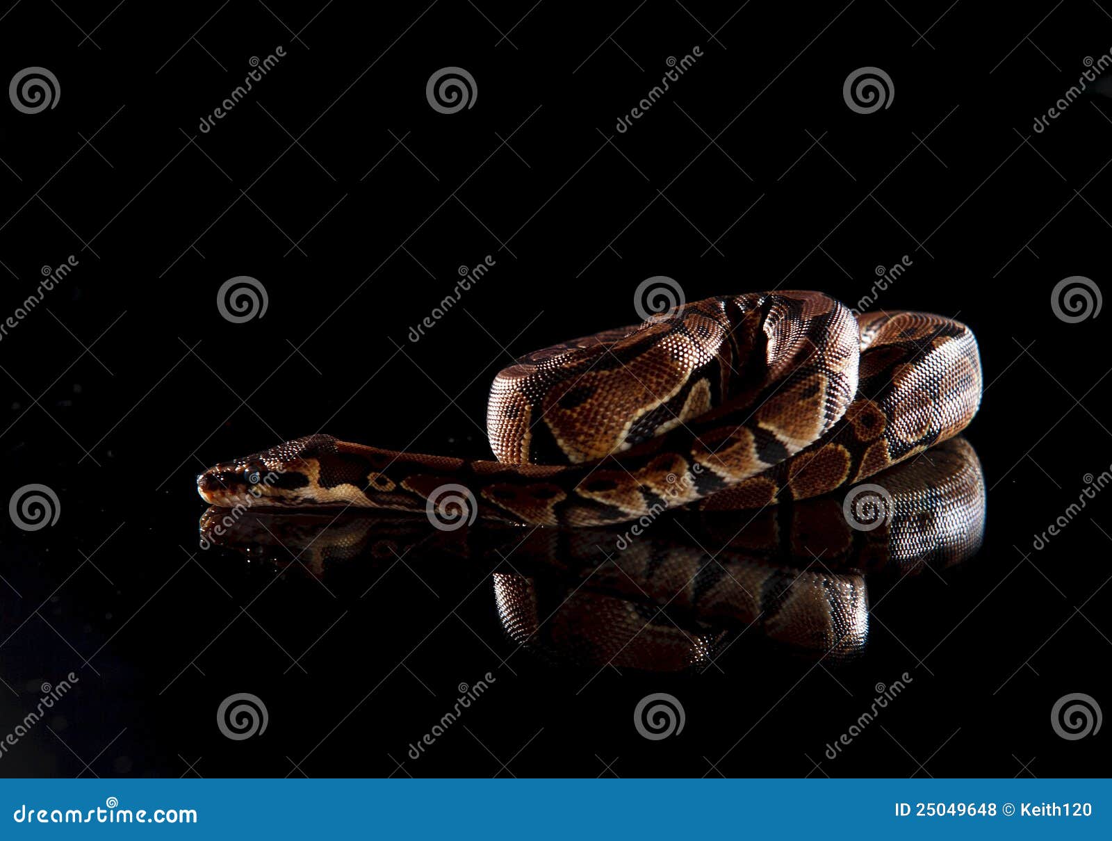 Beautiful Snake. Baby Anaconda Stock Photo - Image of nature, organism ...
