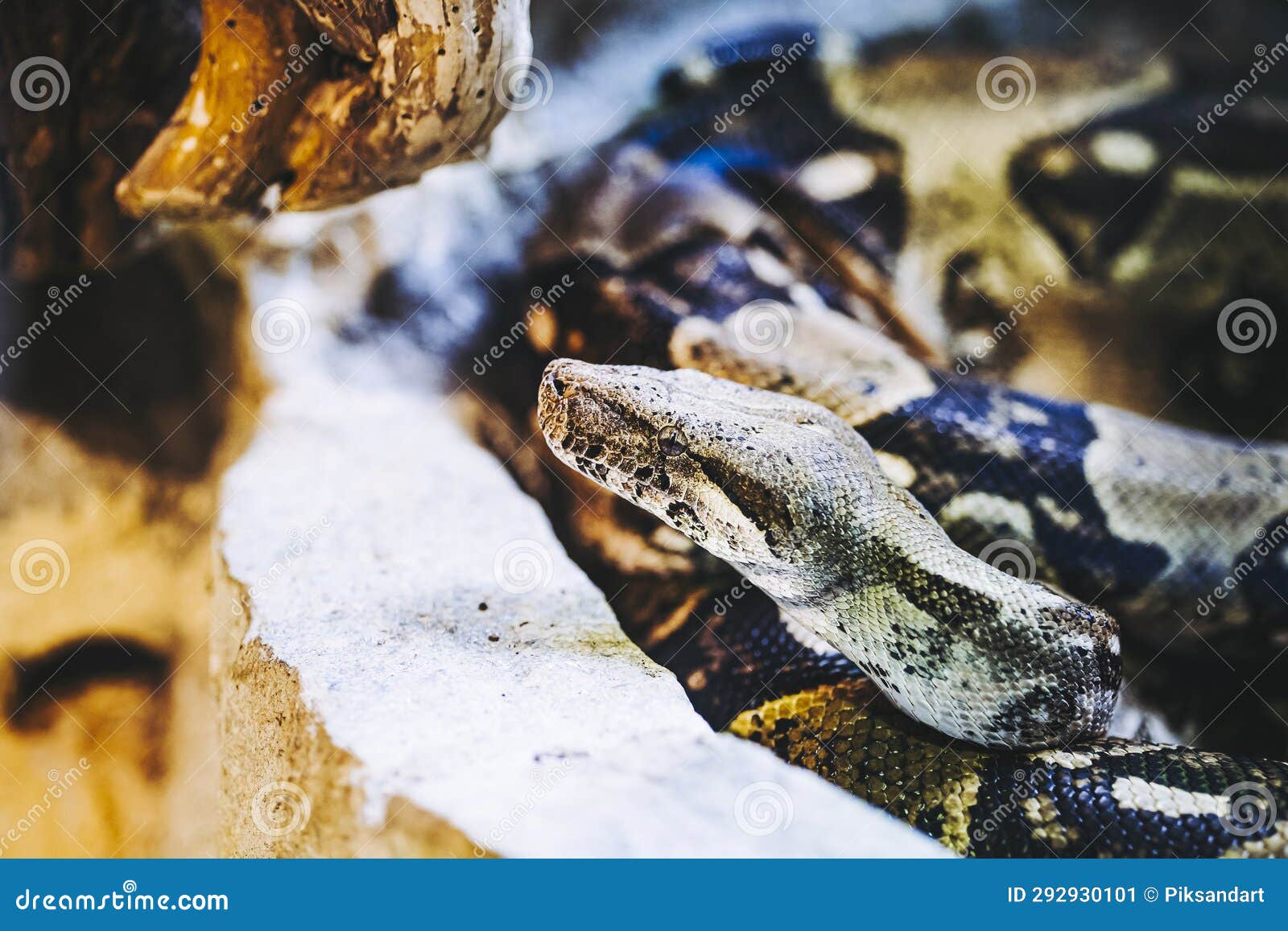Beautiful Snake Boa Constrictor Stock Image - Image of portrait, skin ...