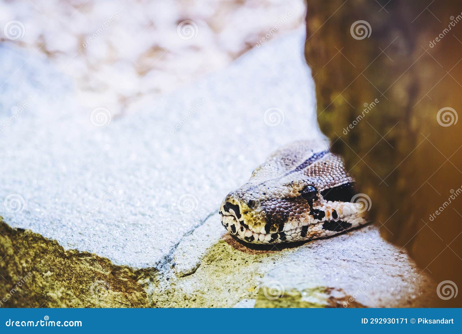 Beautiful Snake Boa Constrictor Stock Image - Image of skin, predator ...