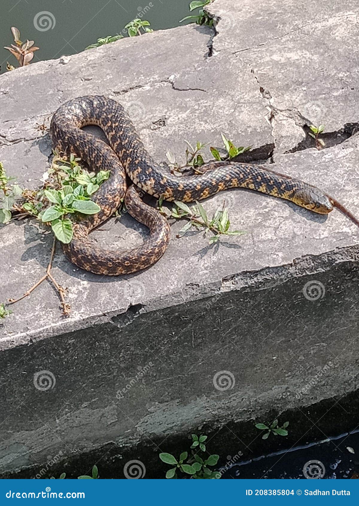 Beautiful Snake Came Out of Water for Basking in the Sunlight Stock ...