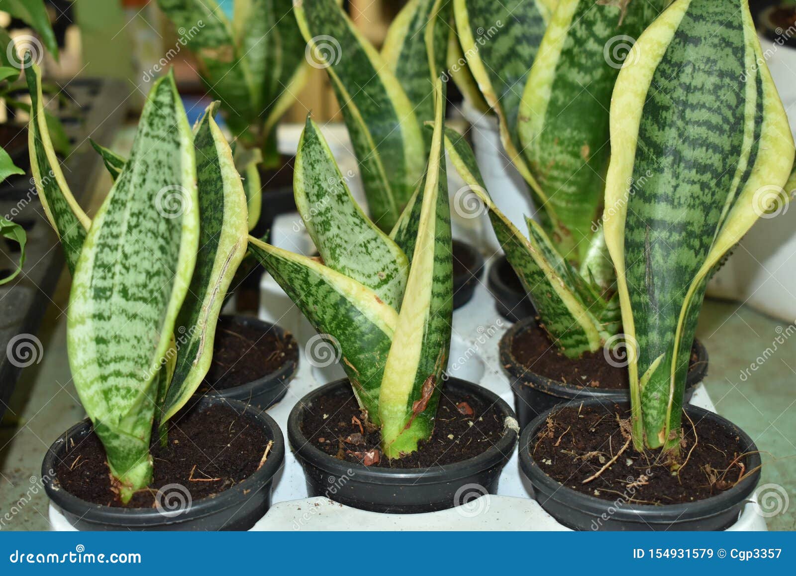 BEAUTIFUL SNAKE PLANTS POTTED in the NURSERY Stock Image - Image of ...