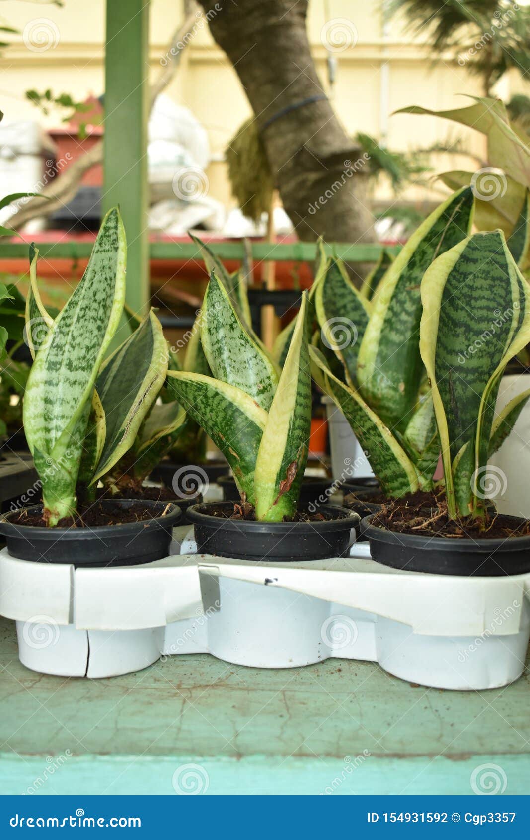 BEAUTIFUL SNAKE PLANTS POTTED in the NURSERY Stock Photo - Image of ...