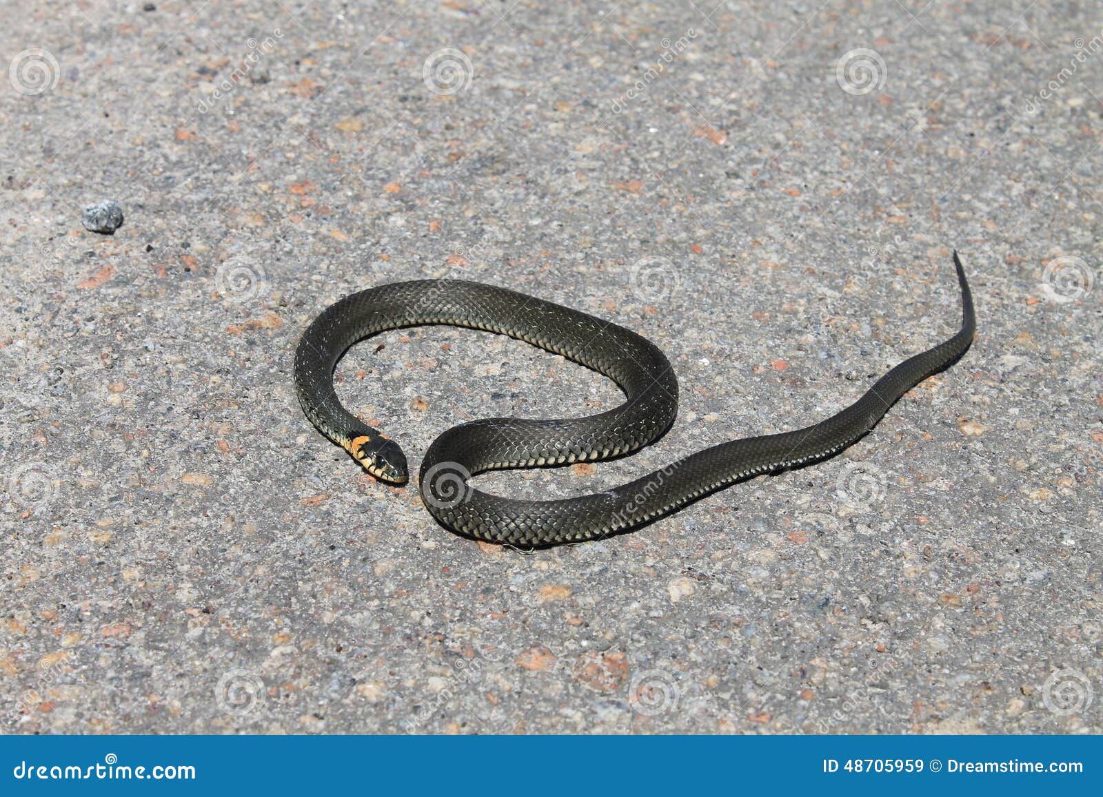 Beautiful Snake Resting in the Sun Stock Image - Image of summer, small ...
