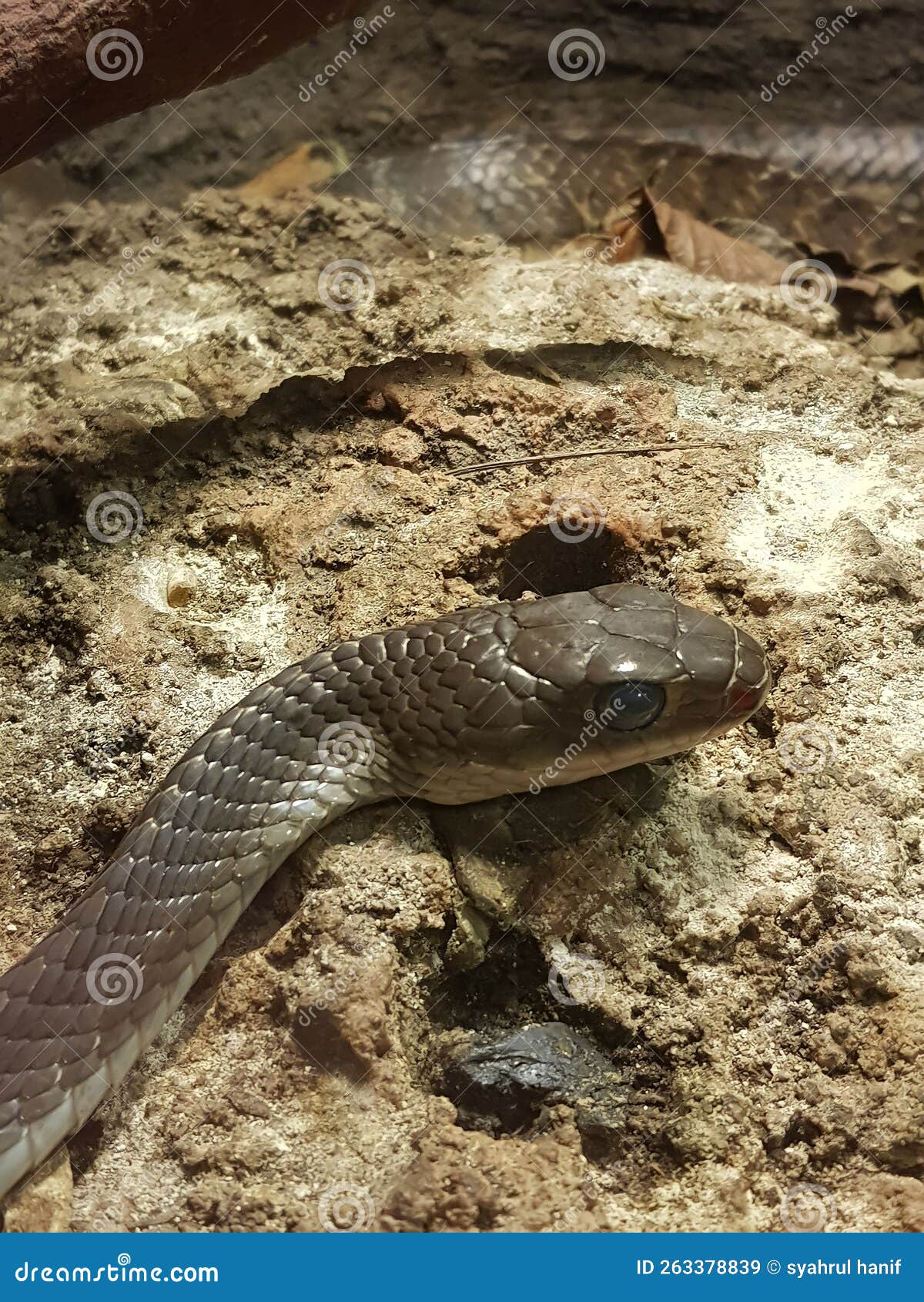 Beautiful Snake on the Rock Stock Image - Image of reptile, rock: 263378839
