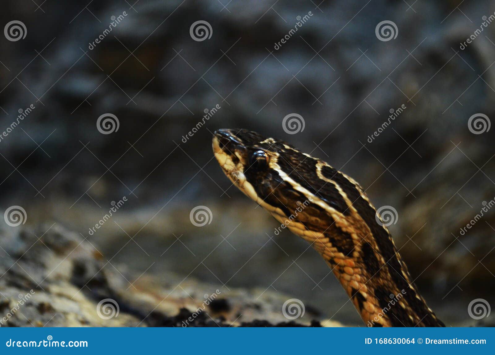 A Beautiful Snake on a Rock Stock Photo - Image of wild, wildlife ...
