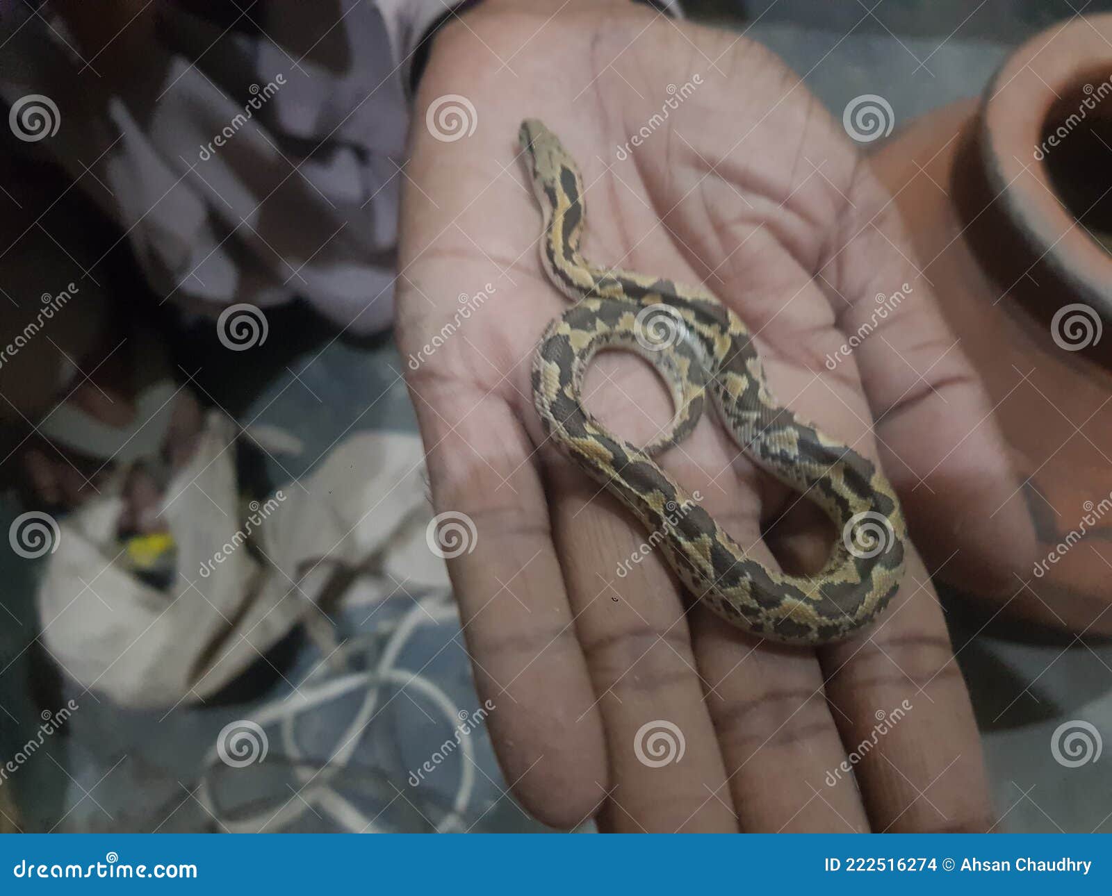 Beautiful Snake Small Size Black and Skin Stock Photo - Image of skin ...