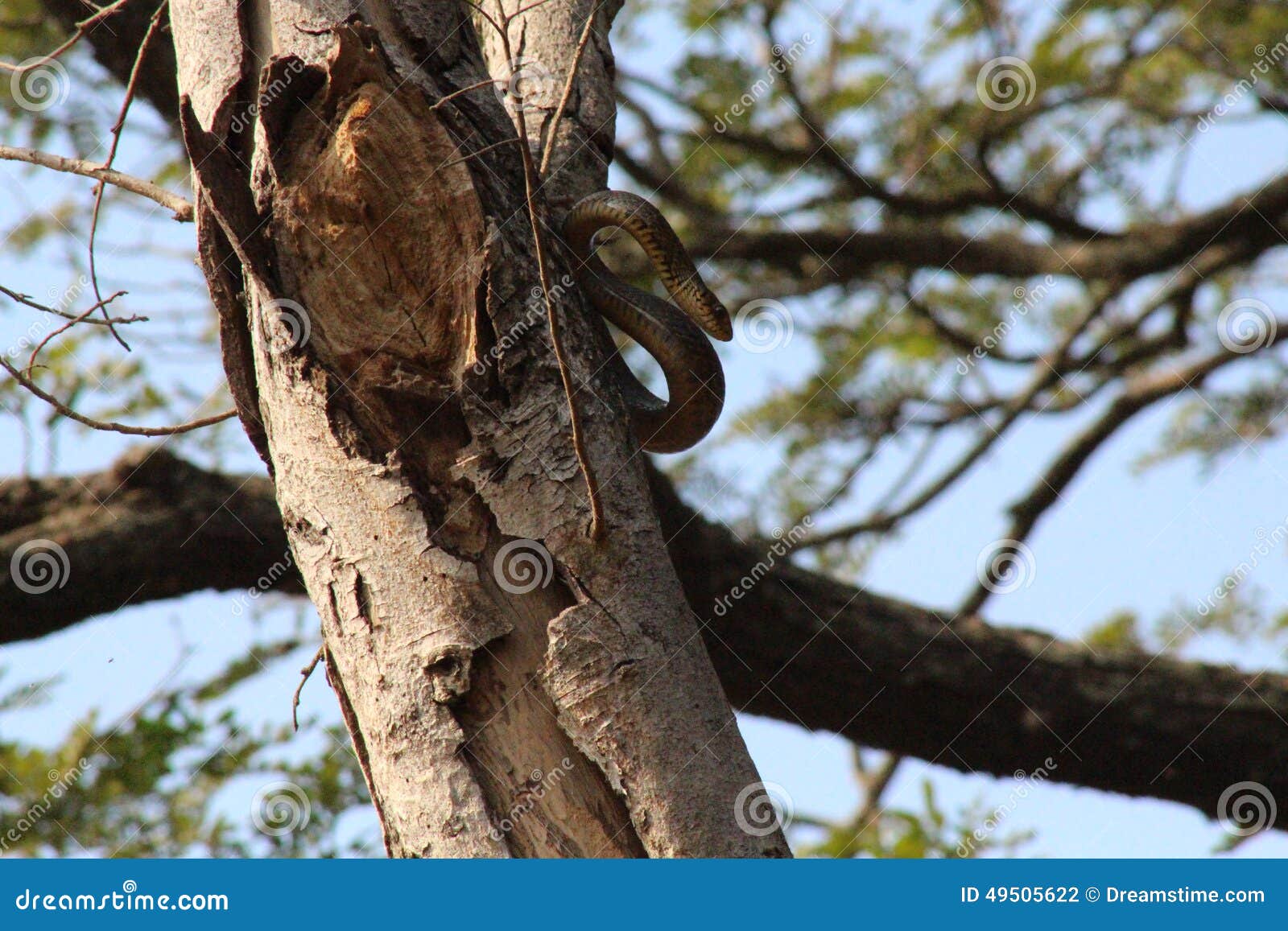 Beautiful Snake in woods stock photo. Image of attacks - 49505622
