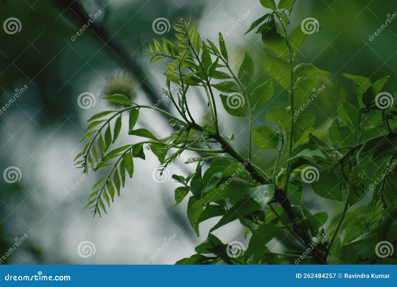 A Beautiful Snap of Green Plant Stock Image - Image of branch, herb ...