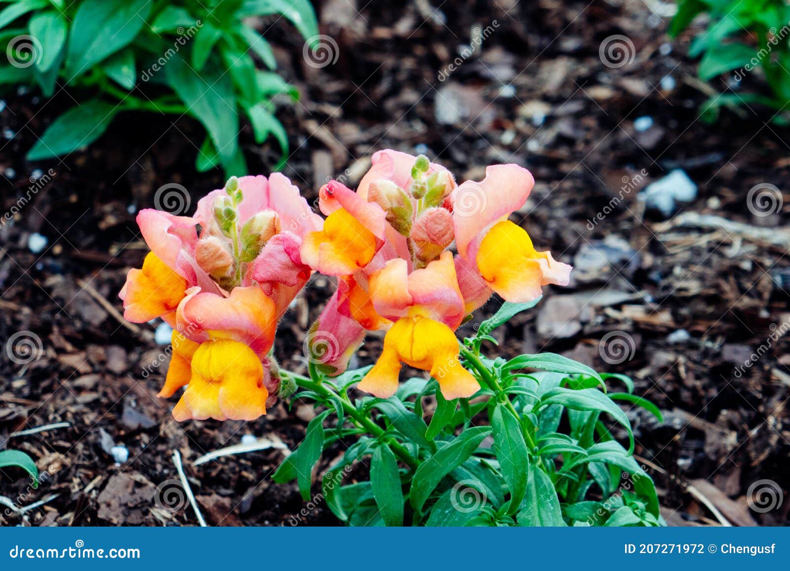 Beautiful Snapdragon Flower Stock Photo - Image of florida, decoration ...
