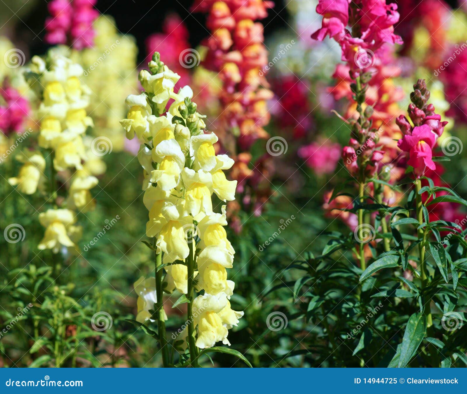 Beautiful Snapdragon Flowers Stock Image - Image of bright, blooming ...