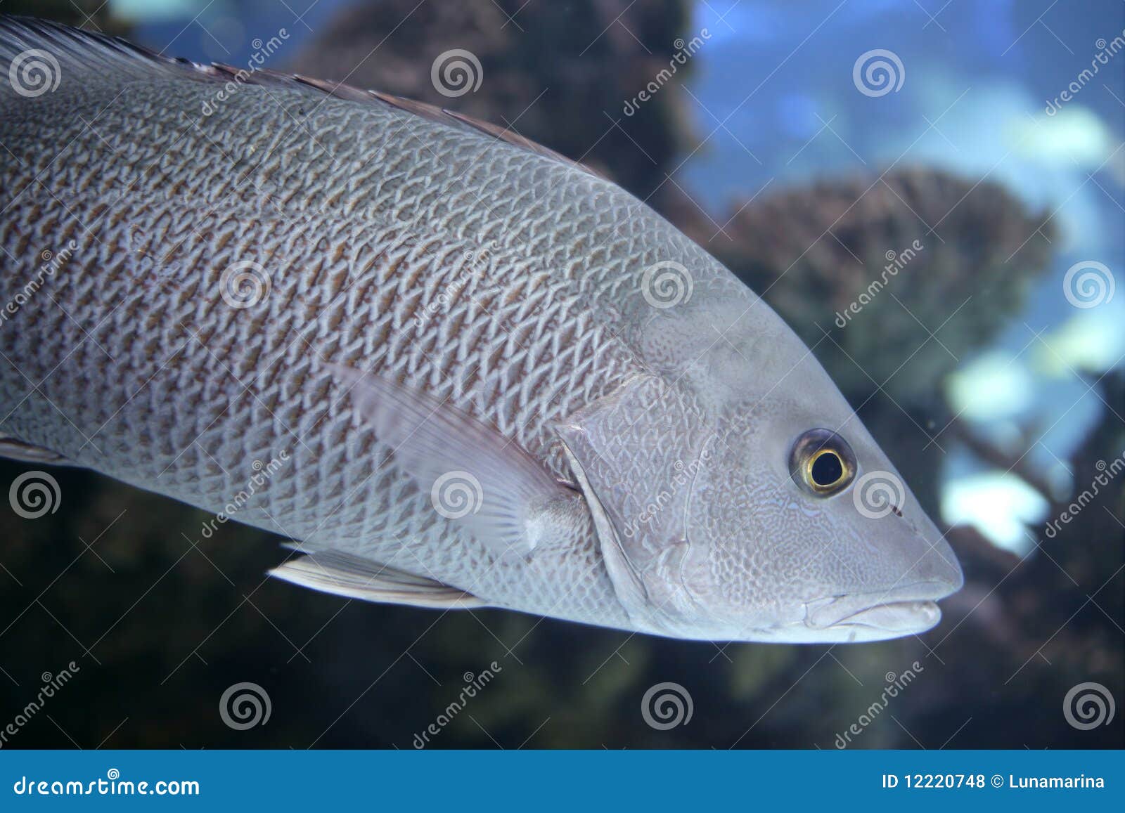 Beautiful Snapper Saltwater Fish Stock Photo - Image of australia ...