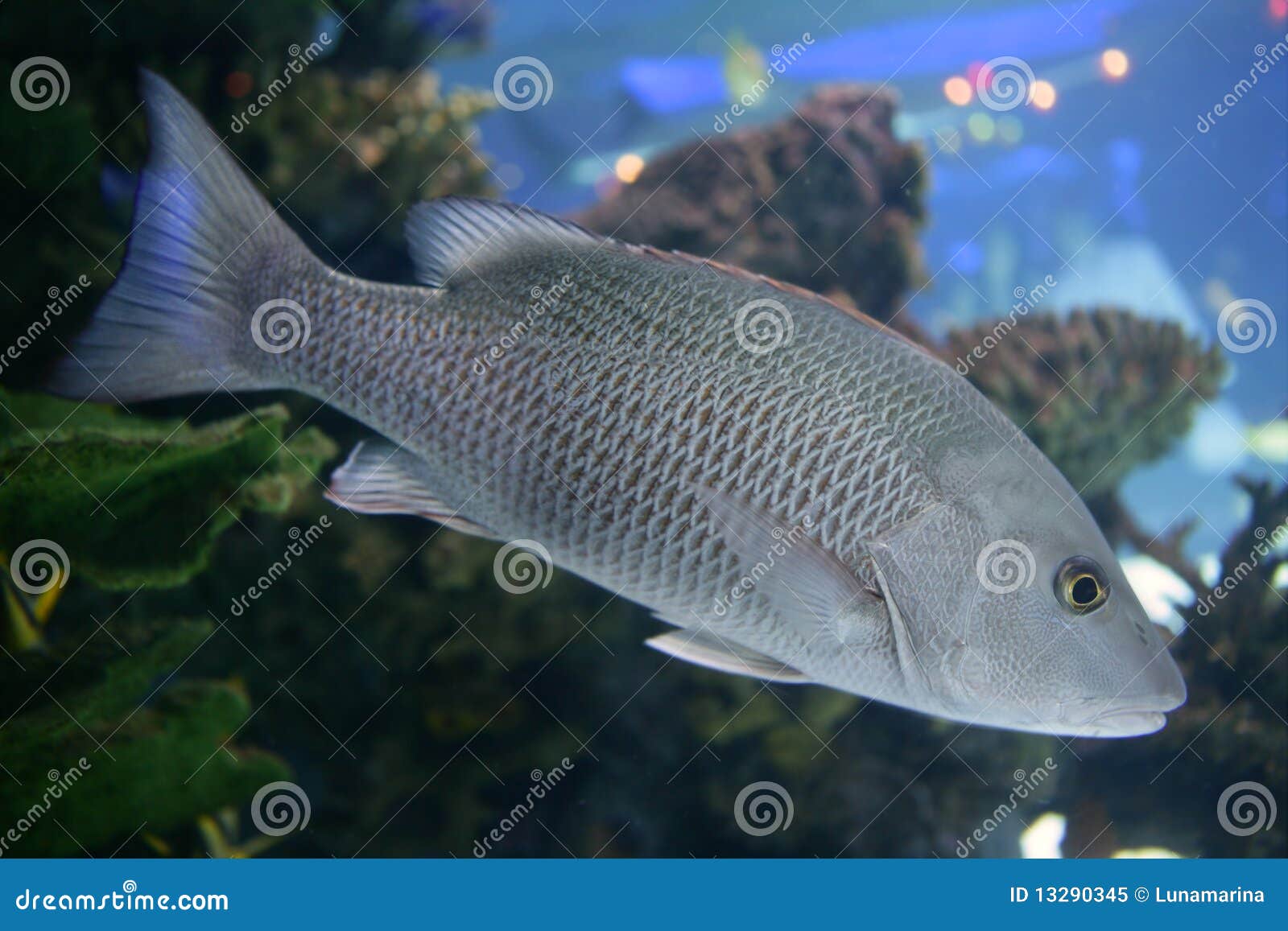 Beautiful Snapper Saltwater Fish with Gray Scales Stock Image - Image ...