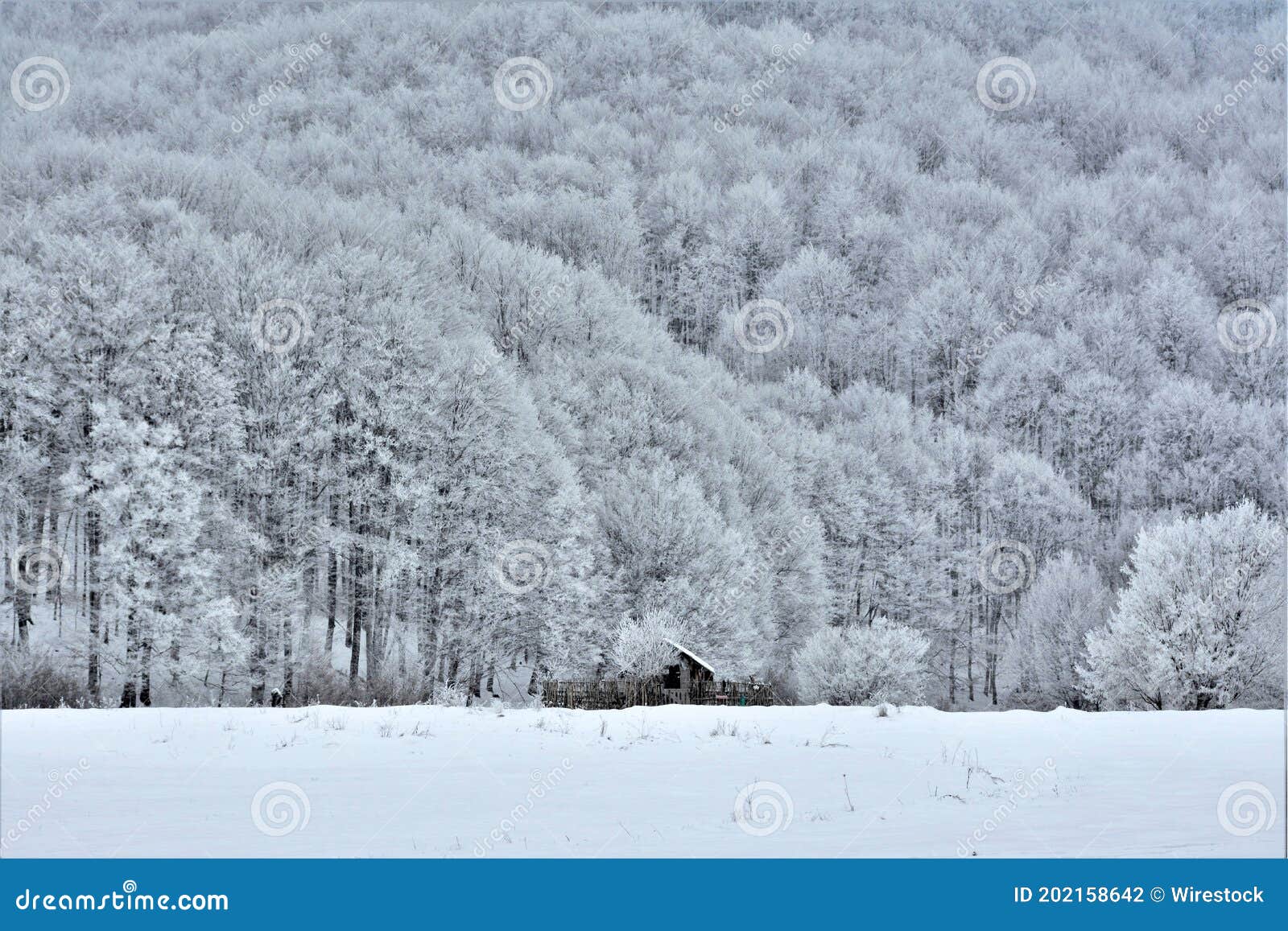 Beautiful Snow-capped Trees in the Forest Stock Photo - Image of trees ...