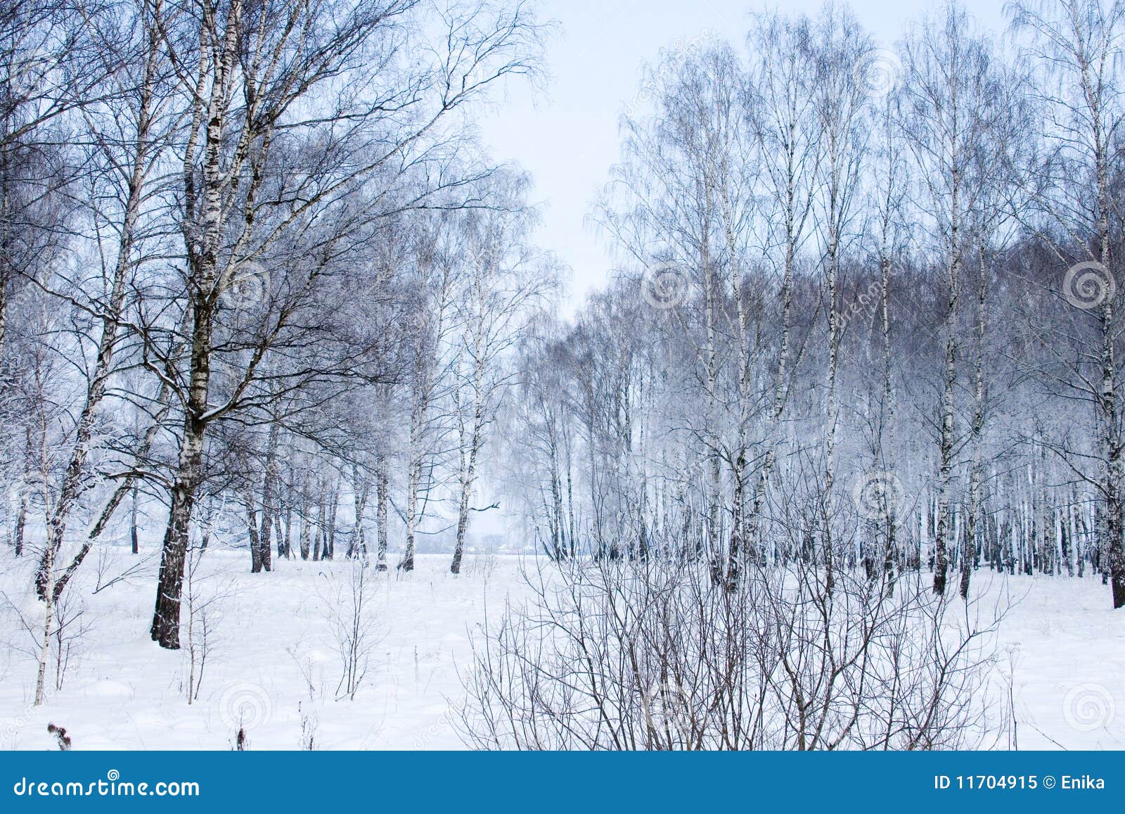 Beautiful Snow-covered Birch Forest Stock Image - Image of frozen ...
