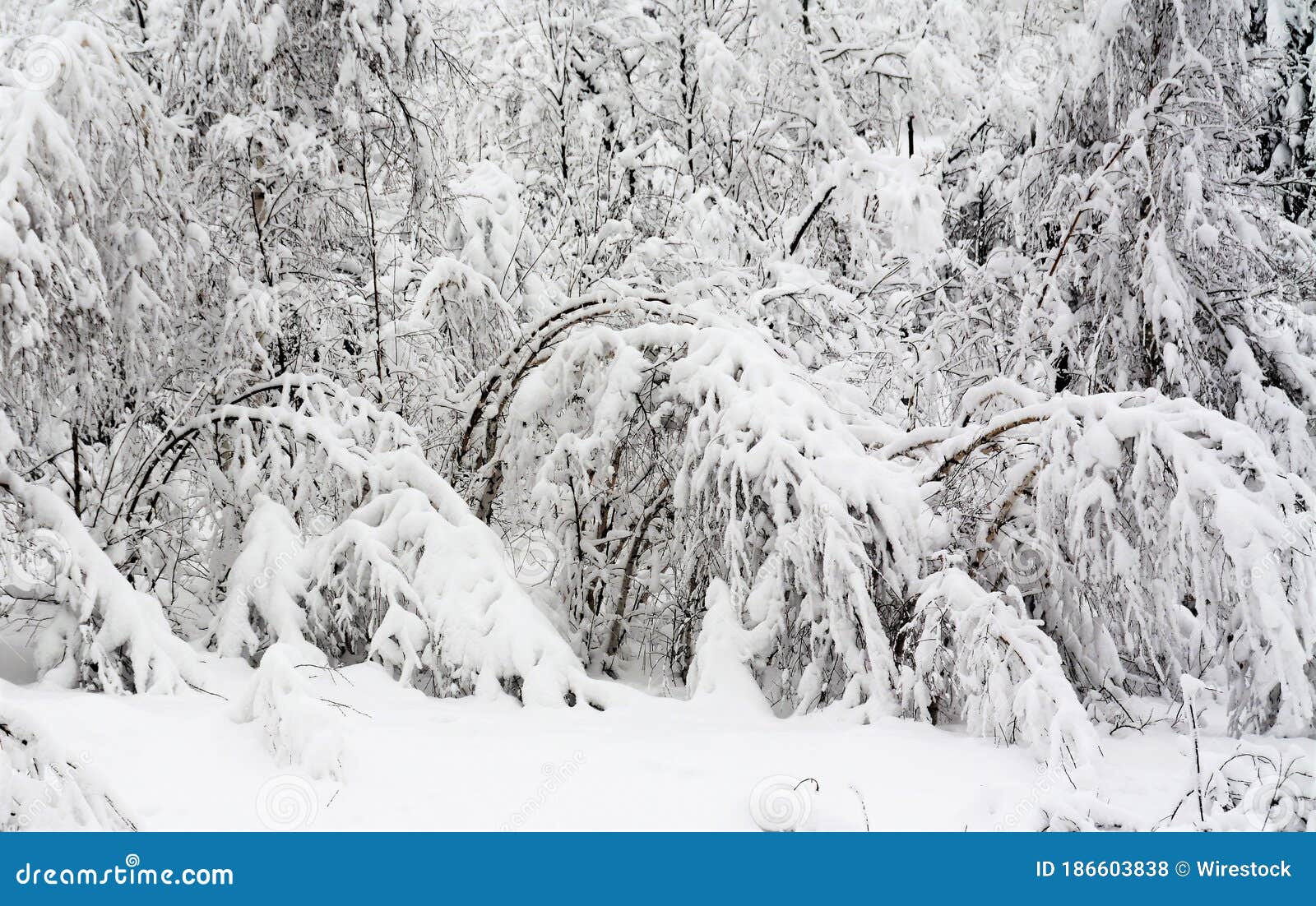 Beautiful Snow-covered Branches of Trees Bent Over because of the ...