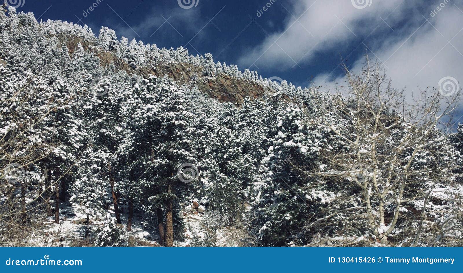Beautiful Snow-covered Forest Mountainside Stock Photo - Image of ...