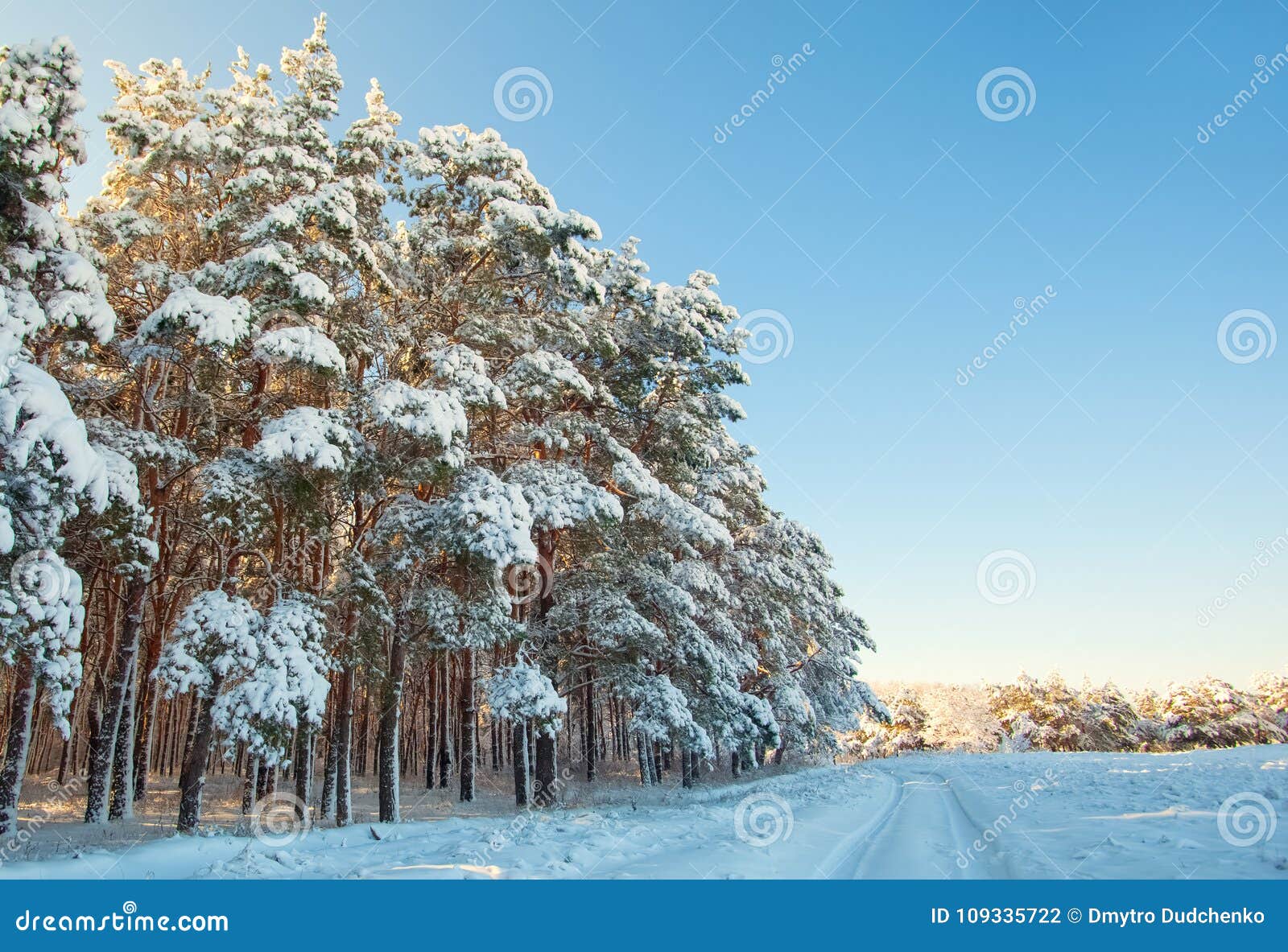 A Beautiful Snow-covered Landscape of Spruce Forest Stock Photo - Image ...