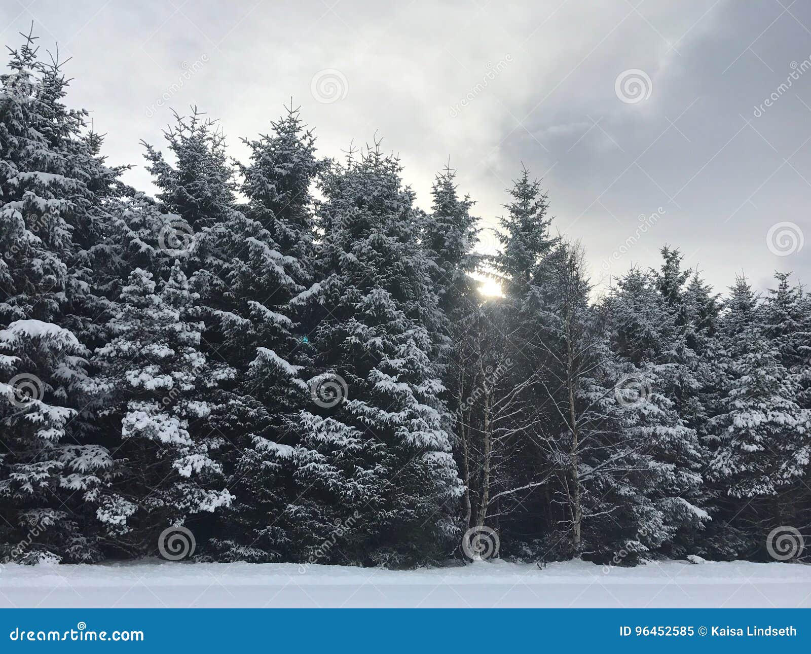 Beautiful Snow Covered Pines Stock Image - Image of snow, trees: 96452585