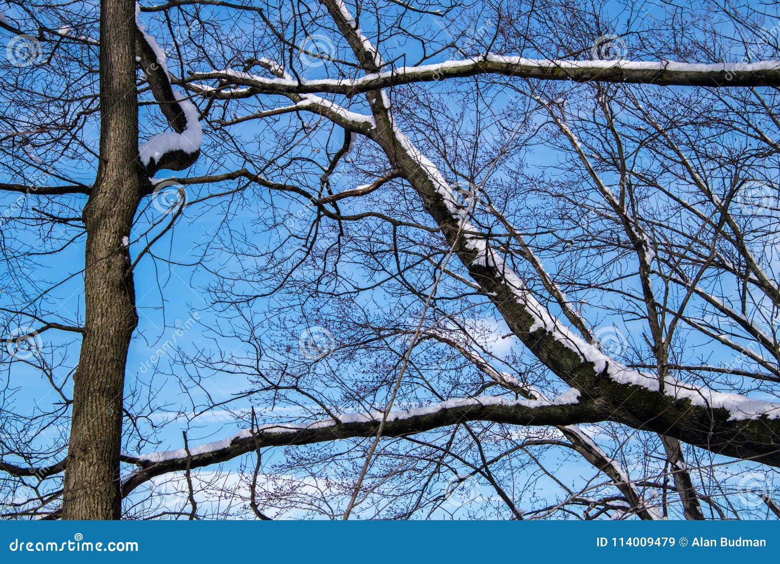 Beautiful Snow Covered Tree Branches Stock Image - Image of scenic ...