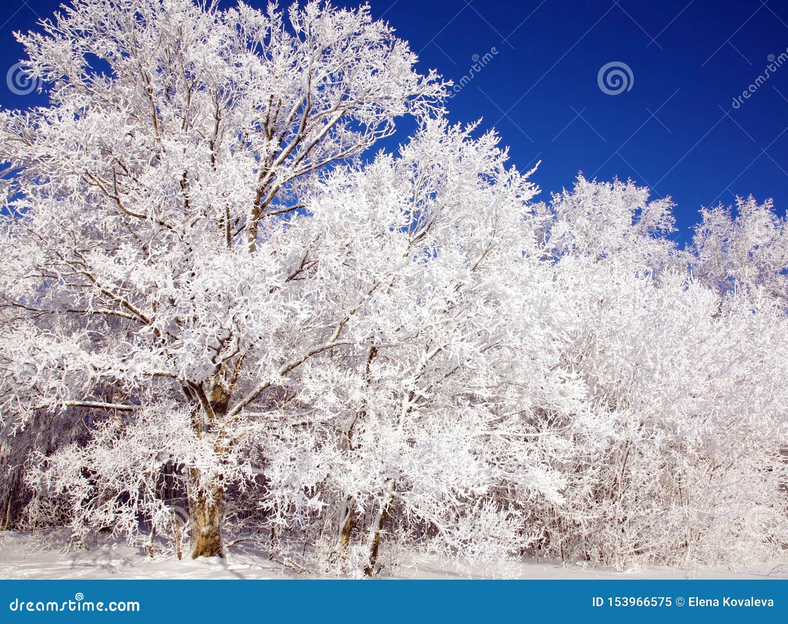Beautiful Snow Covered Winter Trees on Blue Sky Stock Image - Image of ...