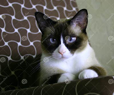 Beautiful Snow-footed Siamese Cat Stock Image - Image of whiskers ...